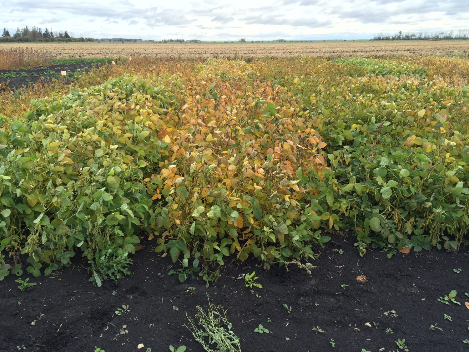 Yield and Maturity of Late-Seeded Soybeans in Manitoba – Manitoba Pulse ...
