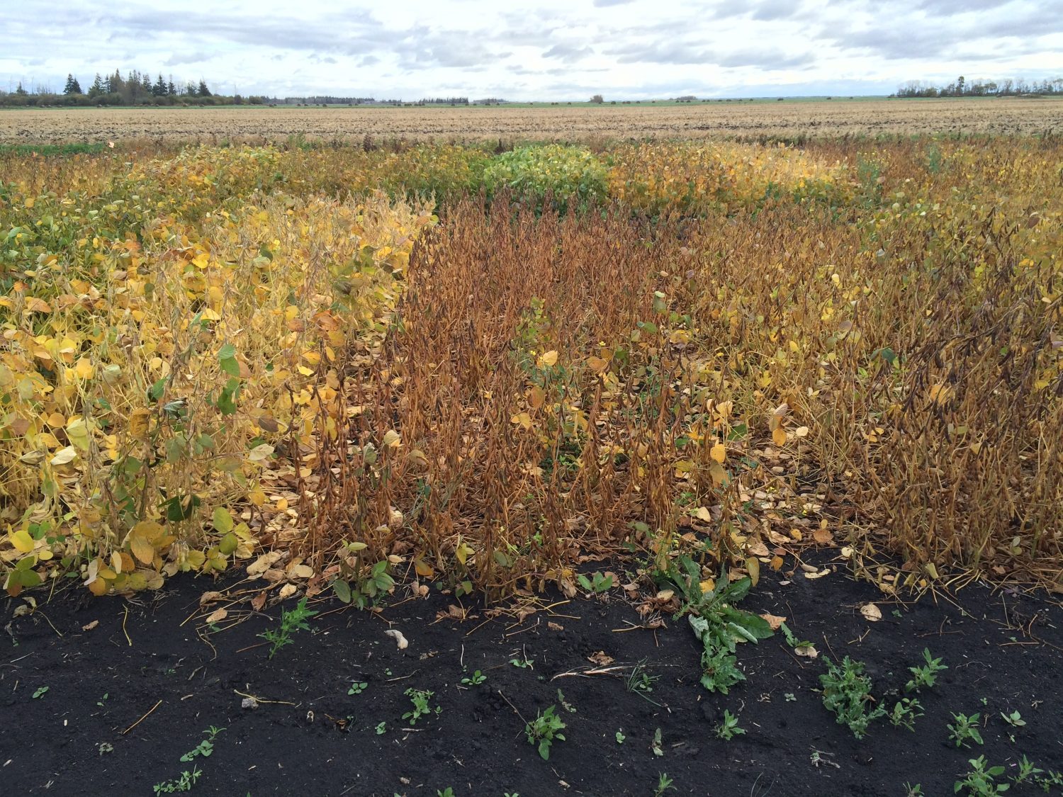 Yield and Maturity of Late-Seeded Soybeans in Manitoba – Manitoba Pulse ...