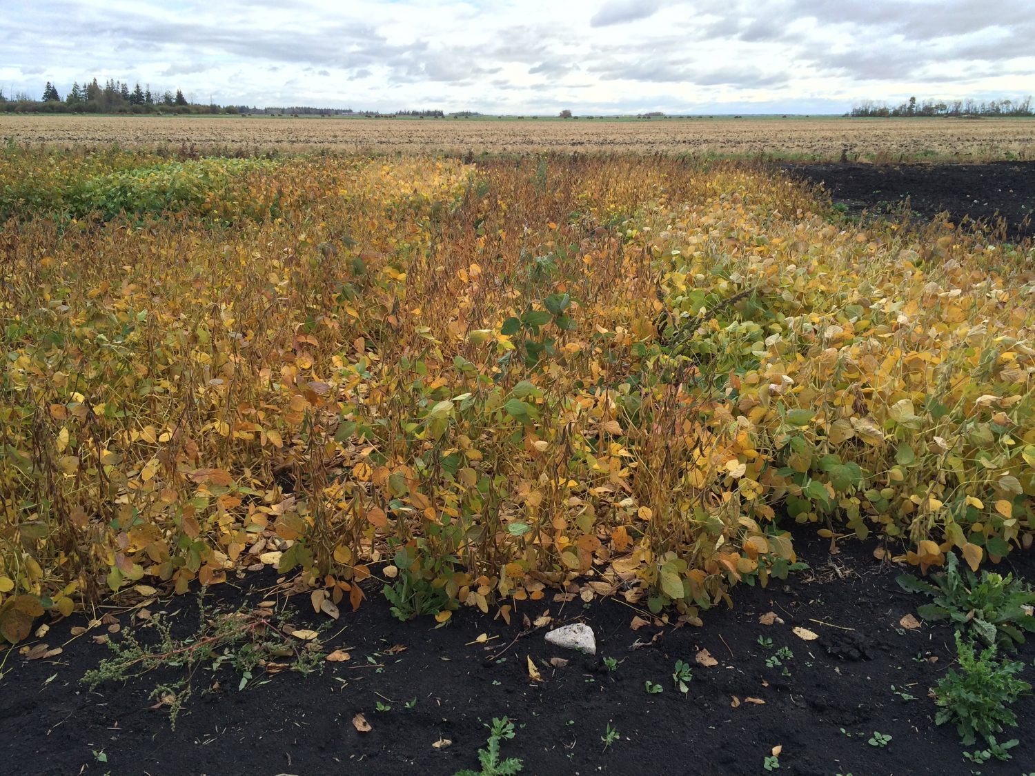 Yield and Maturity of Late-Seeded Soybeans in Manitoba – Manitoba Pulse ...