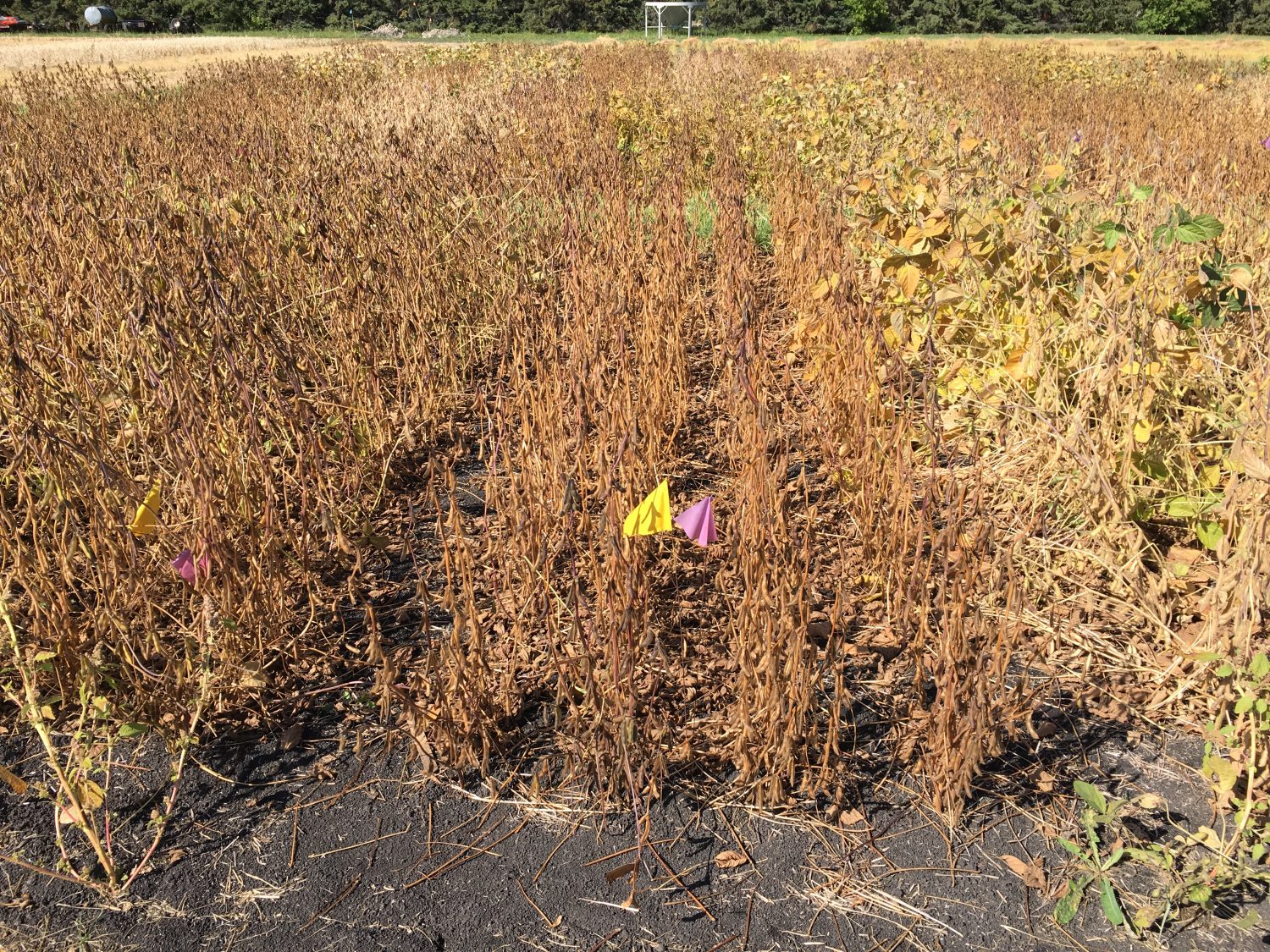 Yield and Maturity of Late-Seeded Soybeans in Manitoba – Manitoba Pulse ...