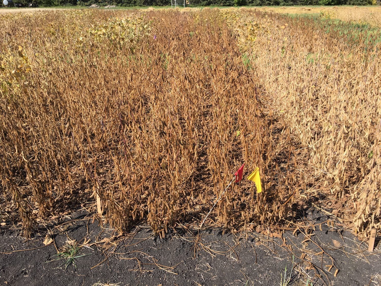 Yield and Maturity of Late-Seeded Soybeans in Manitoba – Manitoba Pulse ...