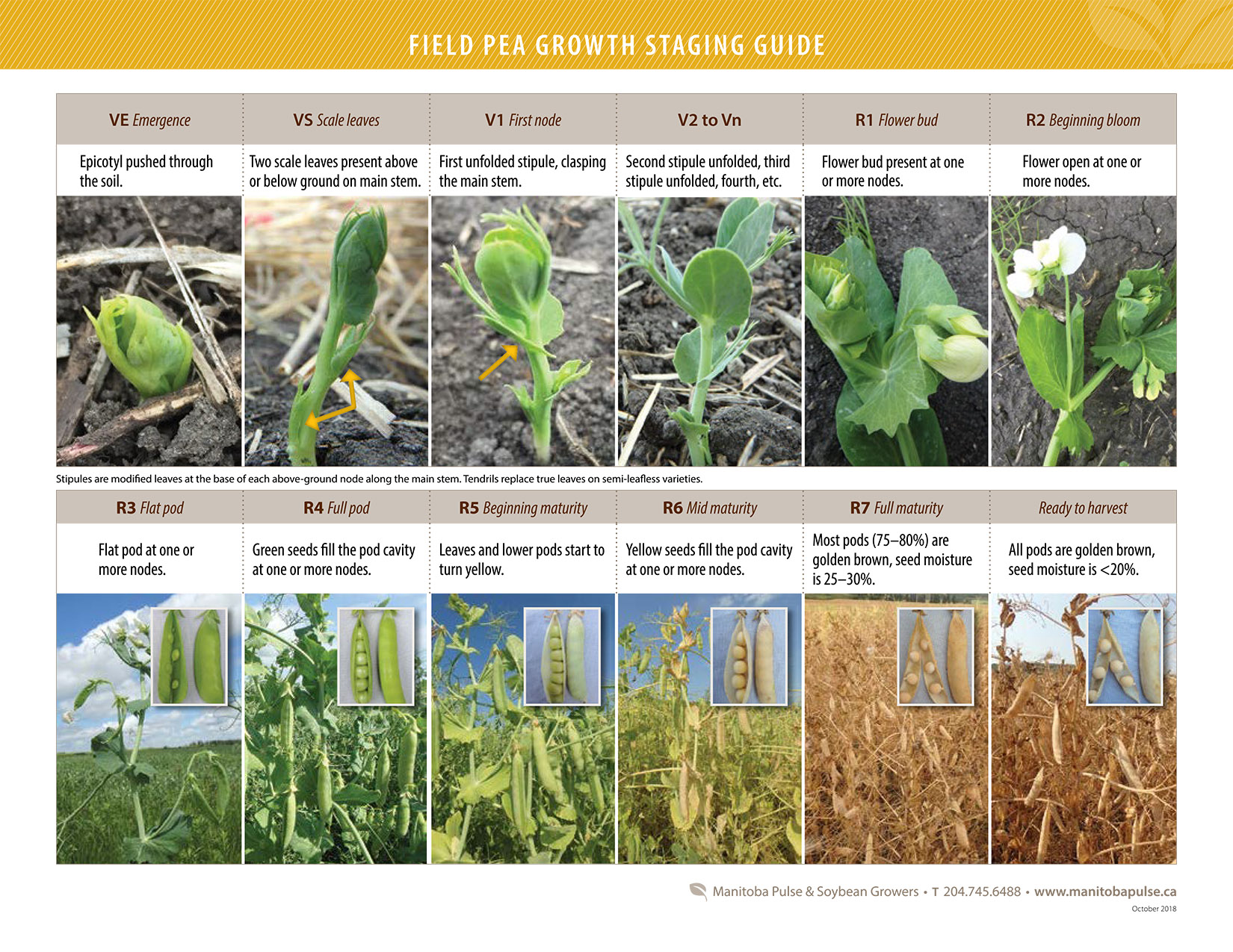 General Production Information – Manitoba Pulse & Soybean Growers