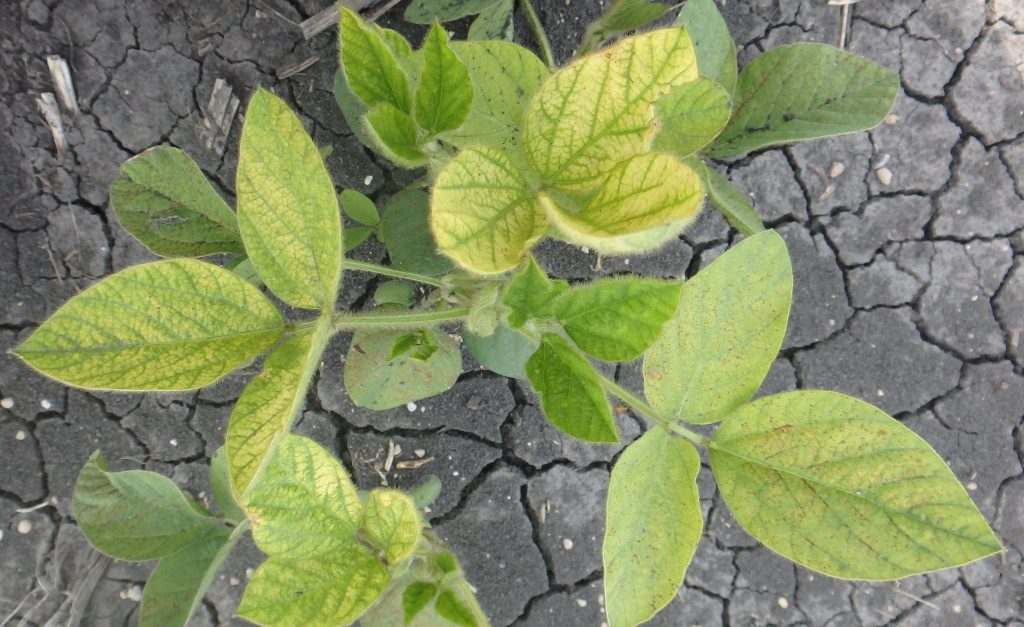 Iron Deficiency Chlorosis – Manitoba Pulse & Soybean Growers