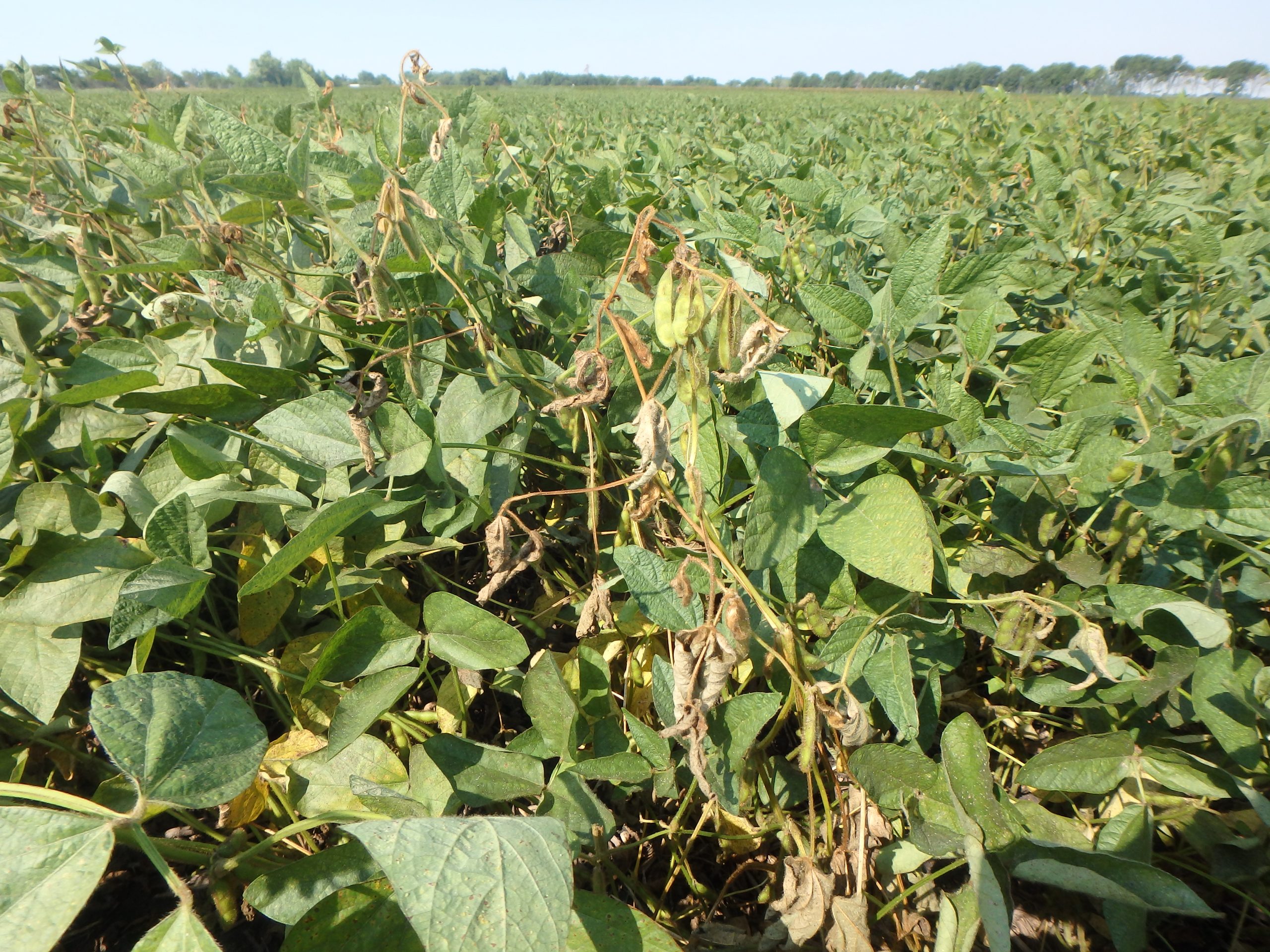 Manitoba Pulse & Soybean Growers