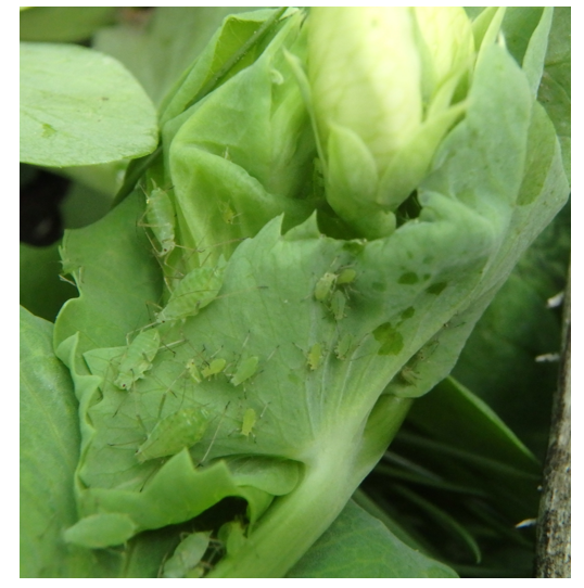 Scouting for Pea Aphids – Manitoba Pulse & Soybean Growers