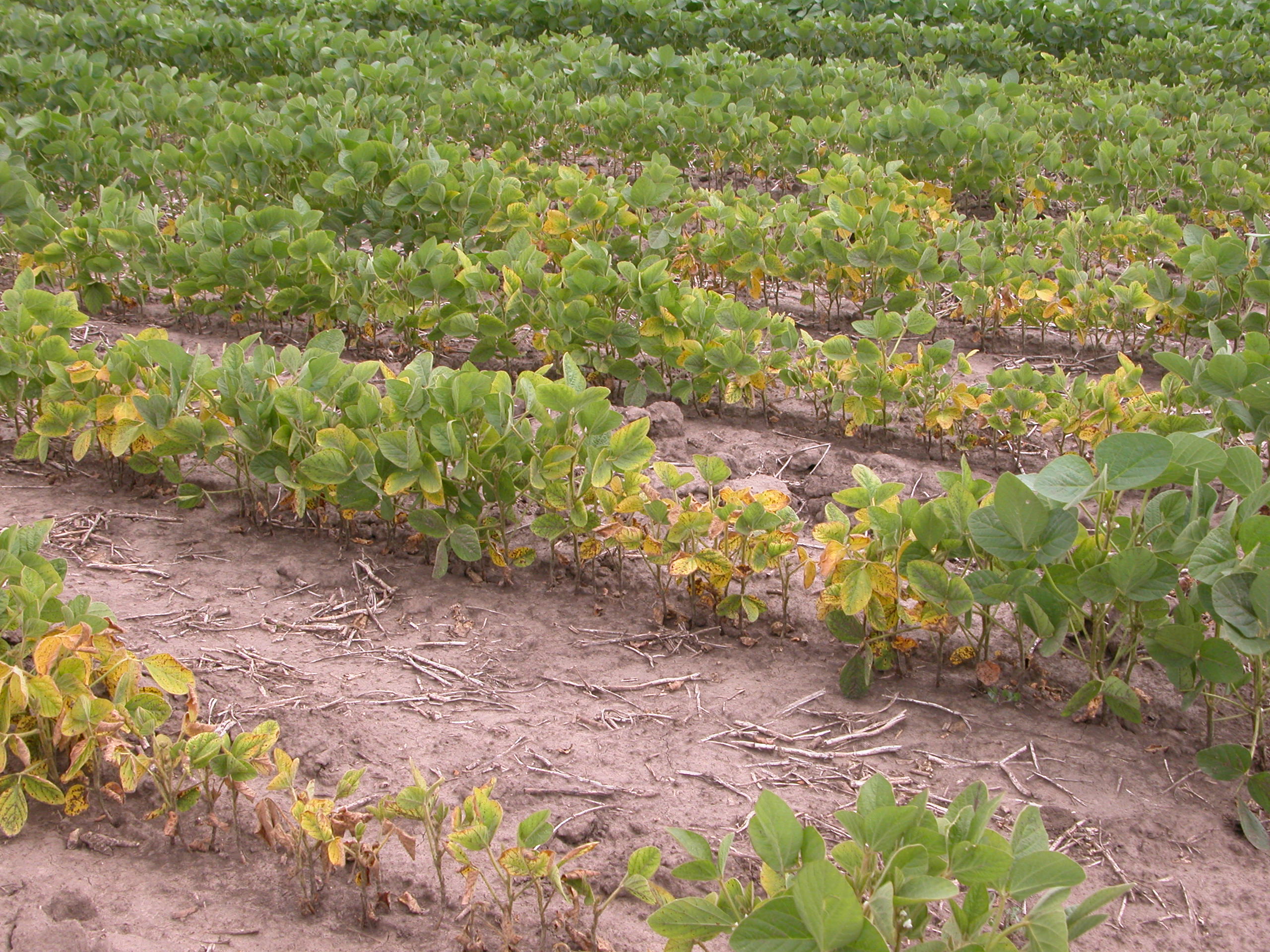 Soybean Cyst Nematode Manitoba Pulse Soybean Growers