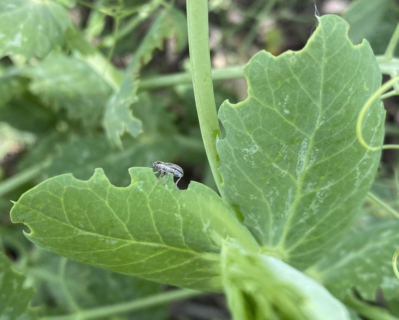 The Bean Report – June 7, 2023 – Manitoba Pulse & Soybean Growers