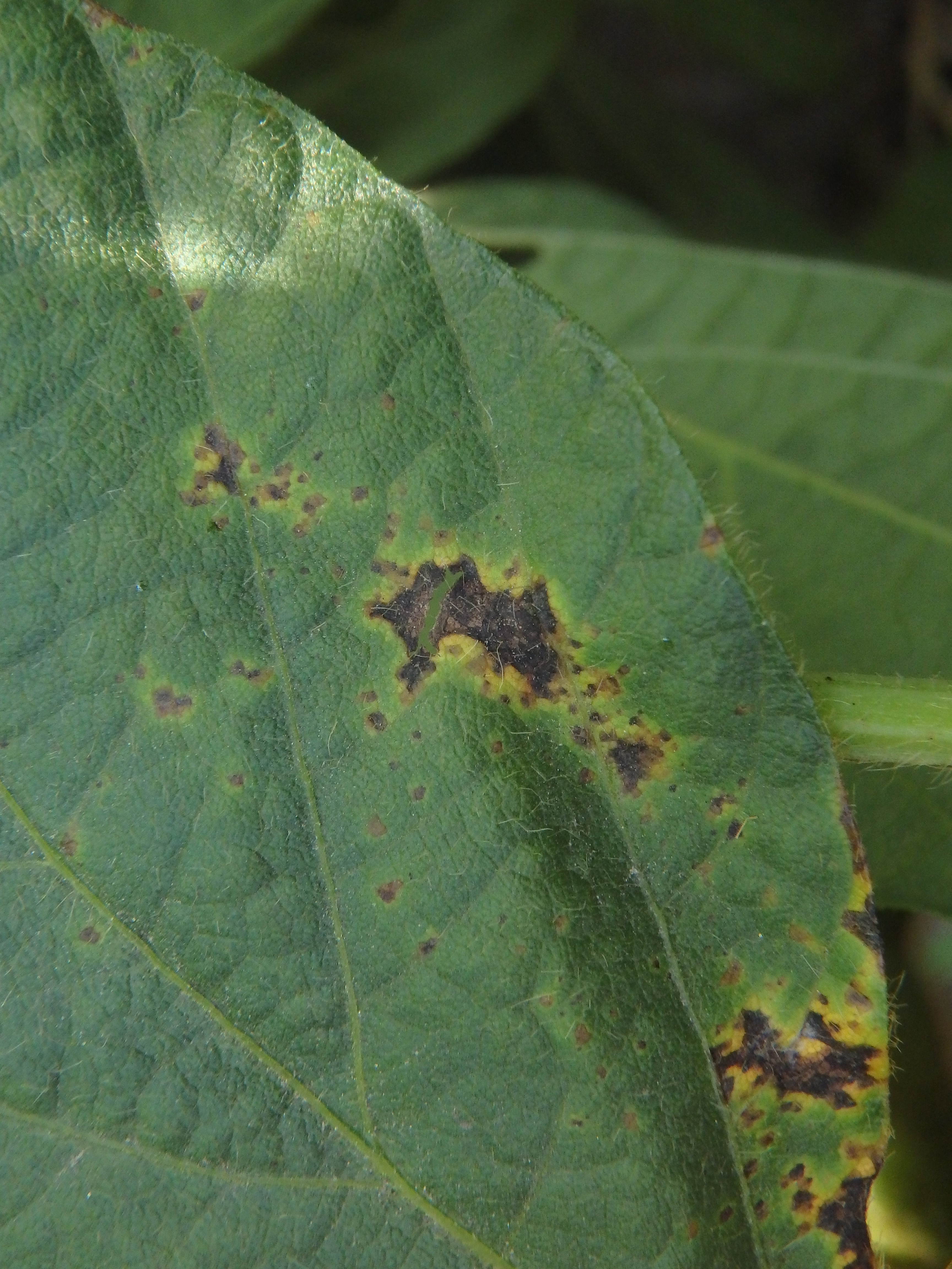 Soybean Foliar Diseases – Manitoba Pulse & Soybean Growers