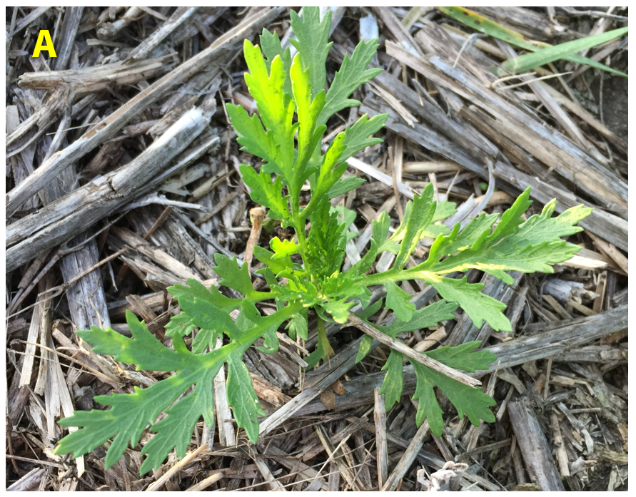 Weed Seedling Identification – Manitoba Pulse & Soybean Growers