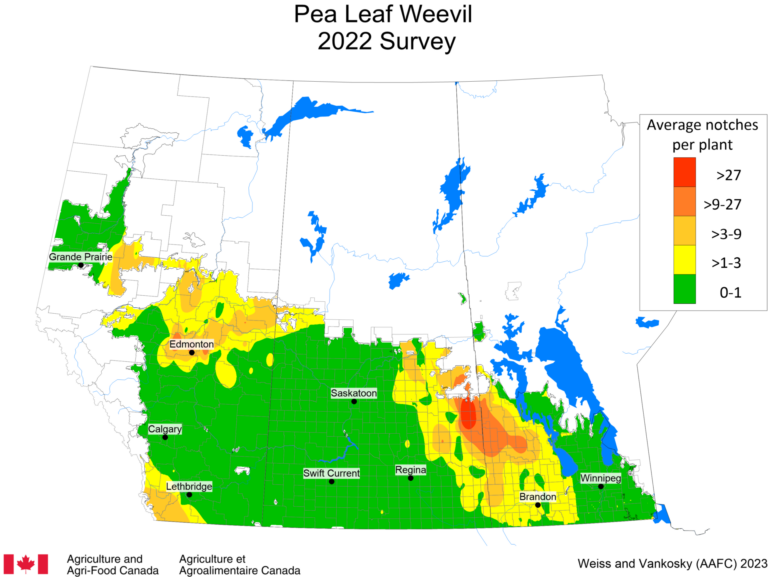 Pea Leaf Weevils – Manitoba Pulse & Soybean Growers