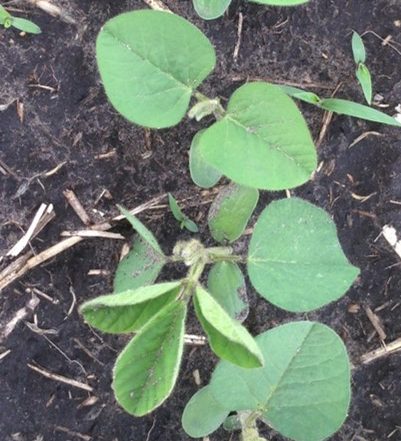Soybean Rolling – Manitoba Pulse & Soybean Growers