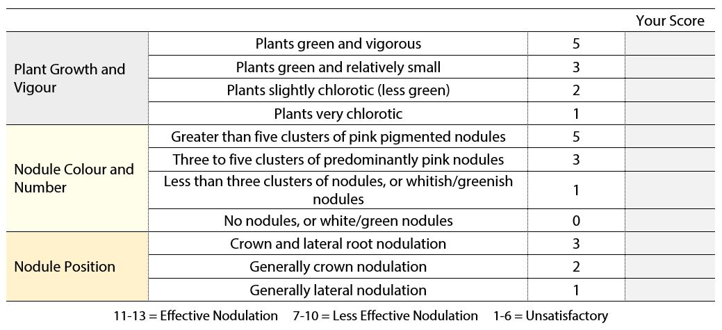 Assessing Field Pea Nodulation – Manitoba Pulse & Soybean Growers