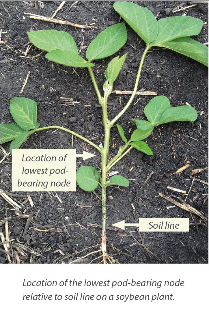 Soybean Pod Height: Influence of Genetics, Environment and Management ...