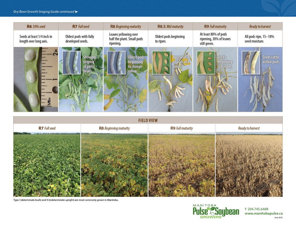 Pulse and Soybean Growth Staging Guides – Manitoba Pulse & Soybean Growers