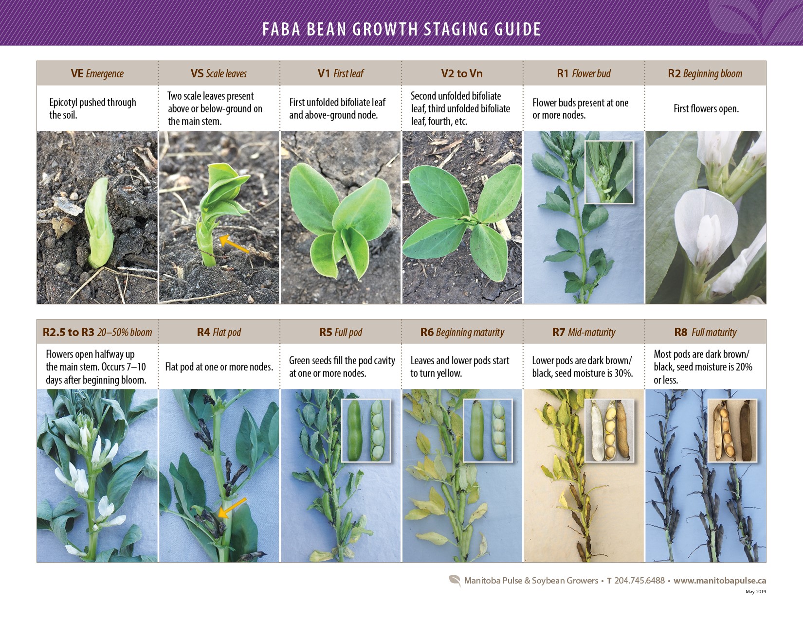 Pulse and Soybean Growth Staging Guides – Manitoba Pulse & Soybean Growers