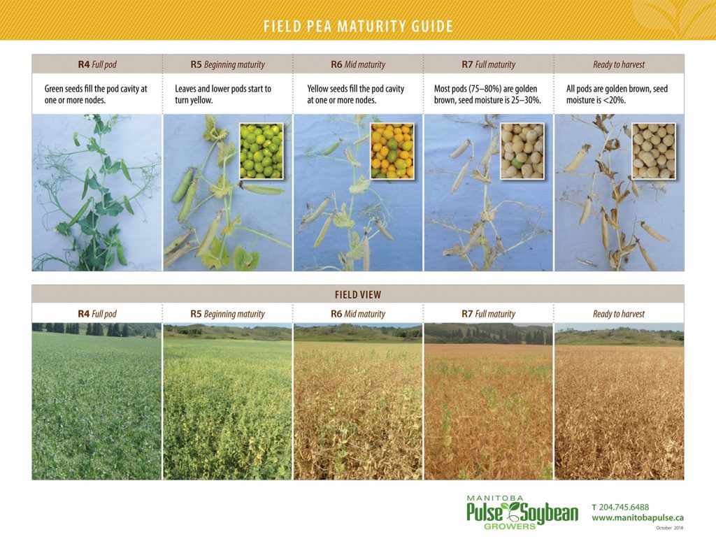 Pulse and Soybean Growth Staging Guides – Manitoba Pulse & Soybean Growers