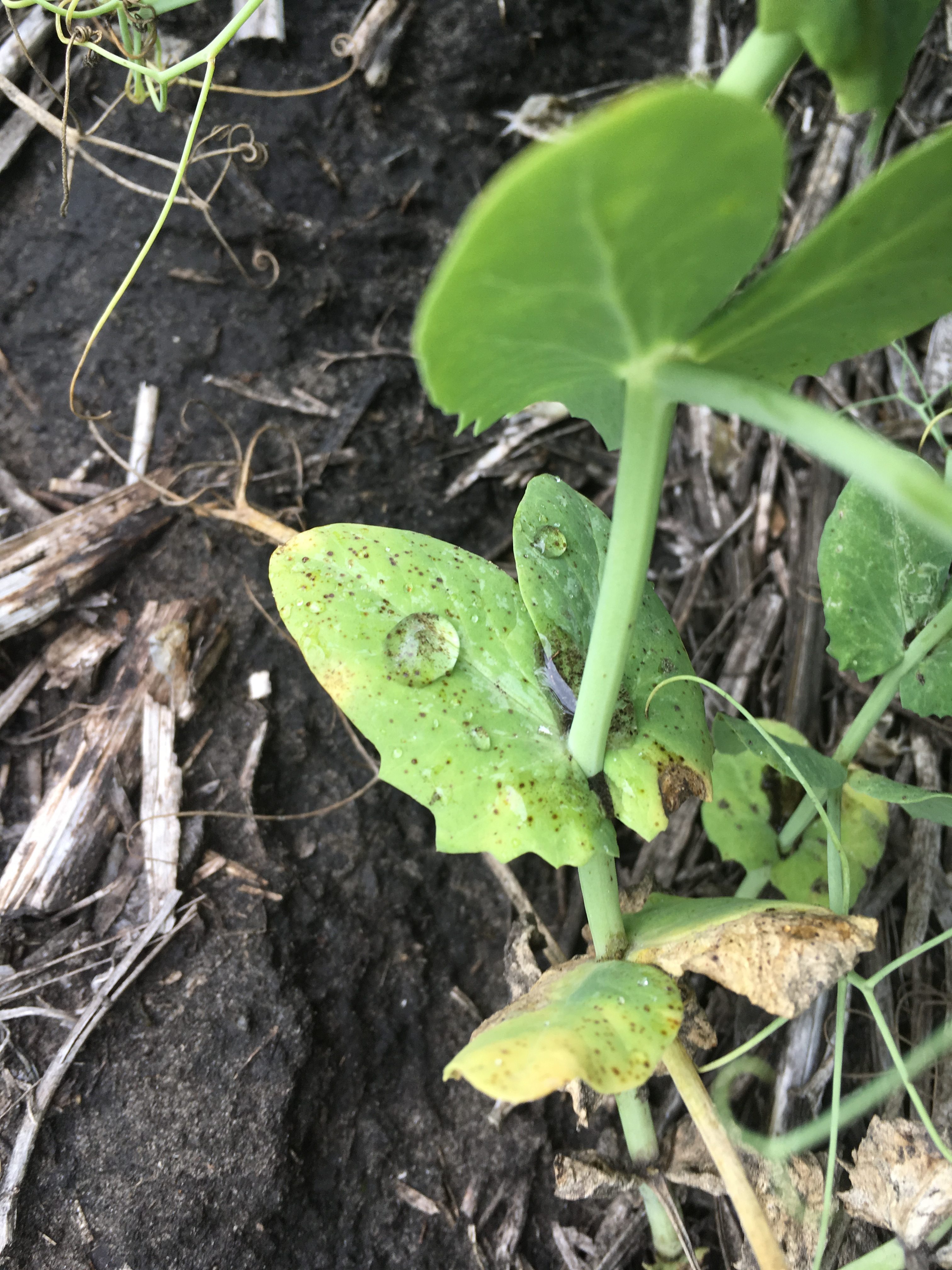 Field Pea Insect and Disease Identification Guide – Manitoba Pulse ...