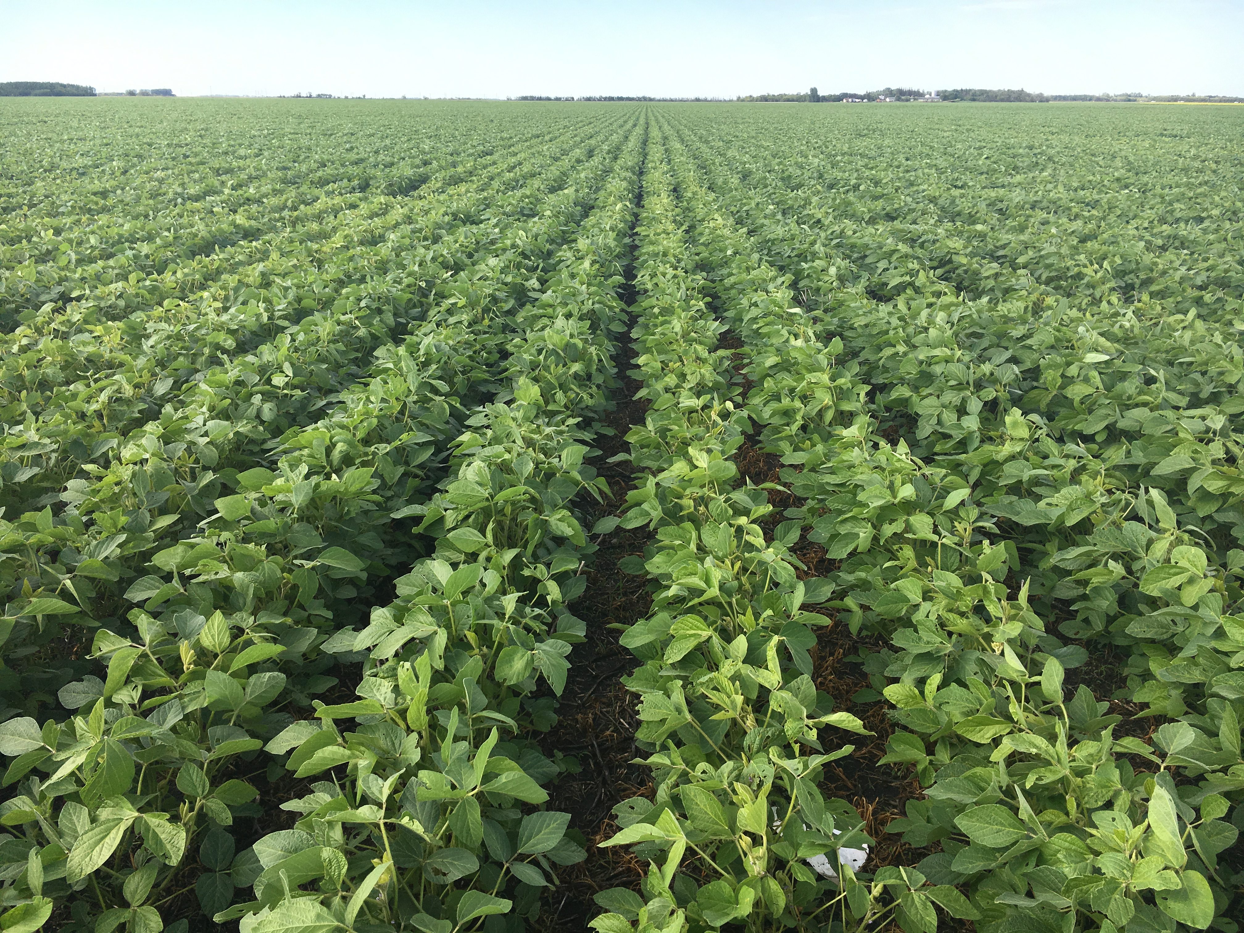 Manitoba Pulse & Soybean Growers