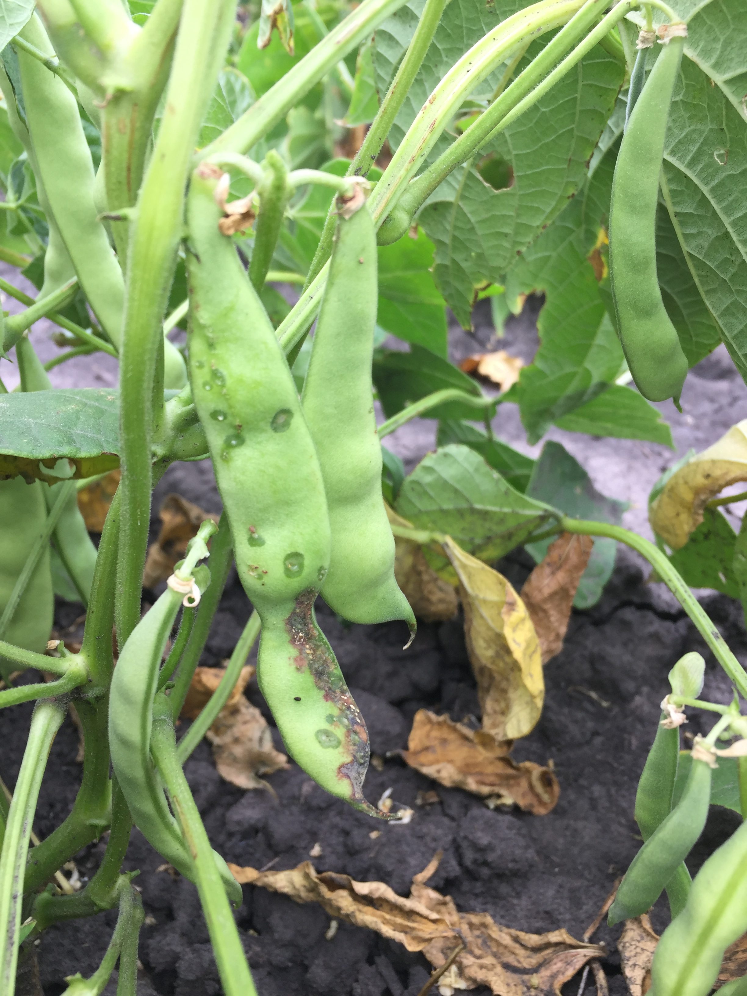 Field Pea Insect and Disease Identification Guide – Manitoba Pulse ...