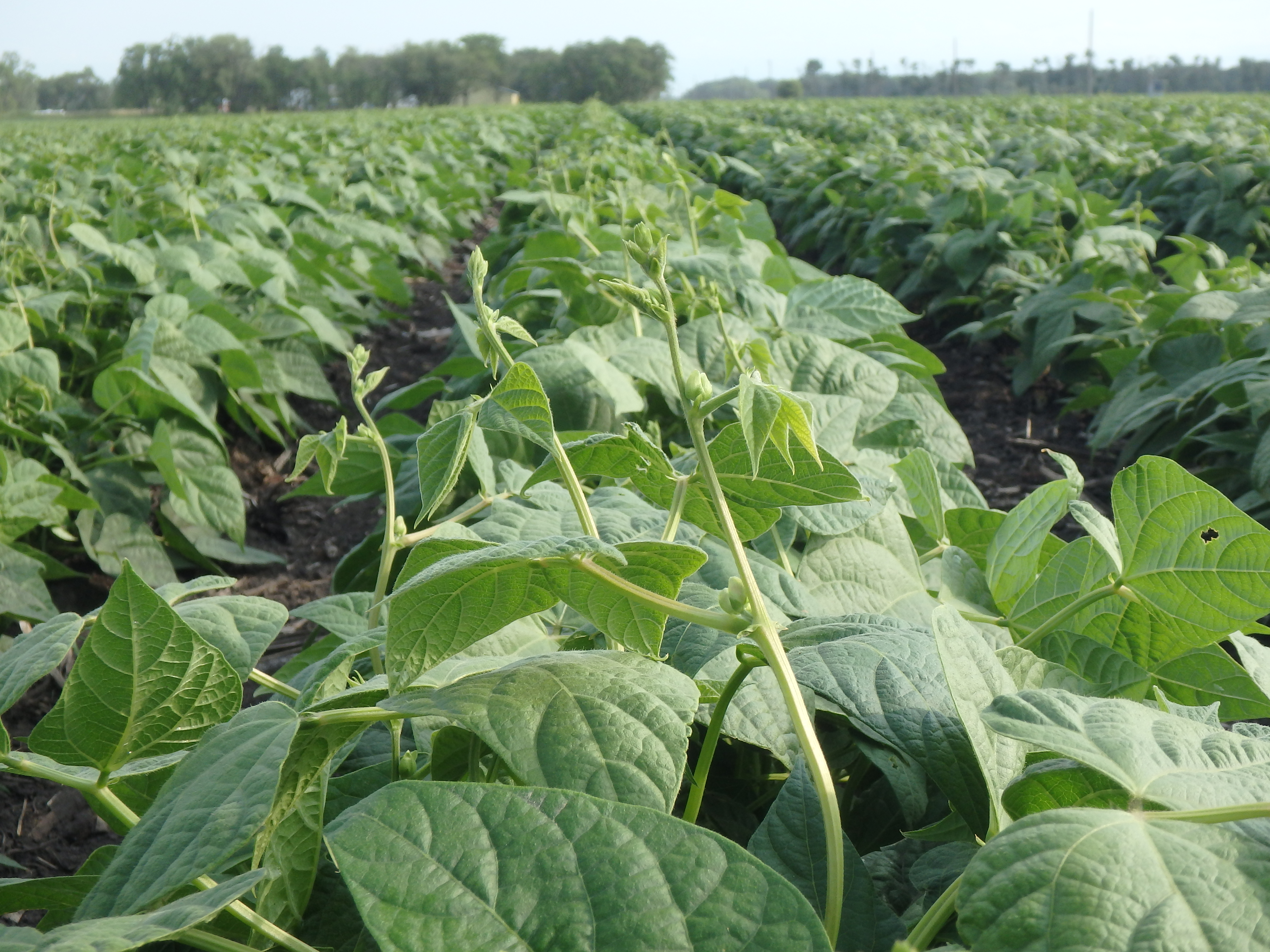 OLYMPUS DIGITAL CAMERA – Manitoba Pulse & Soybean Growers