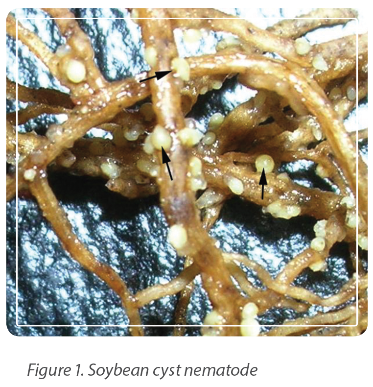 Soybean Cyst Nematode: A potential threat to dry beans – Manitoba Pulse ...