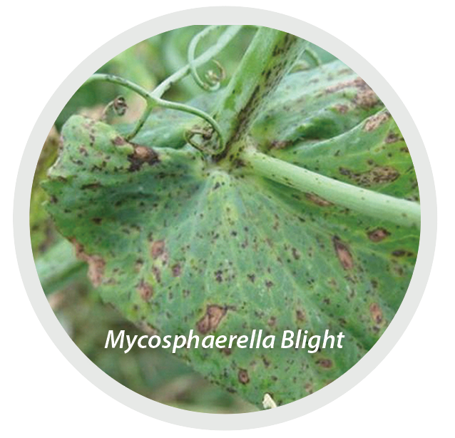 Field Pea Mycosphaerella Blight – Manitoba Pulse & Soybean Growers