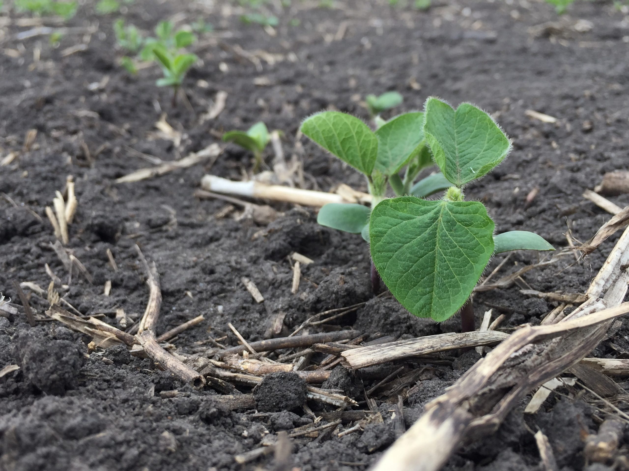 June 10, 2020 – Manitoba Pulse & Soybean Growers