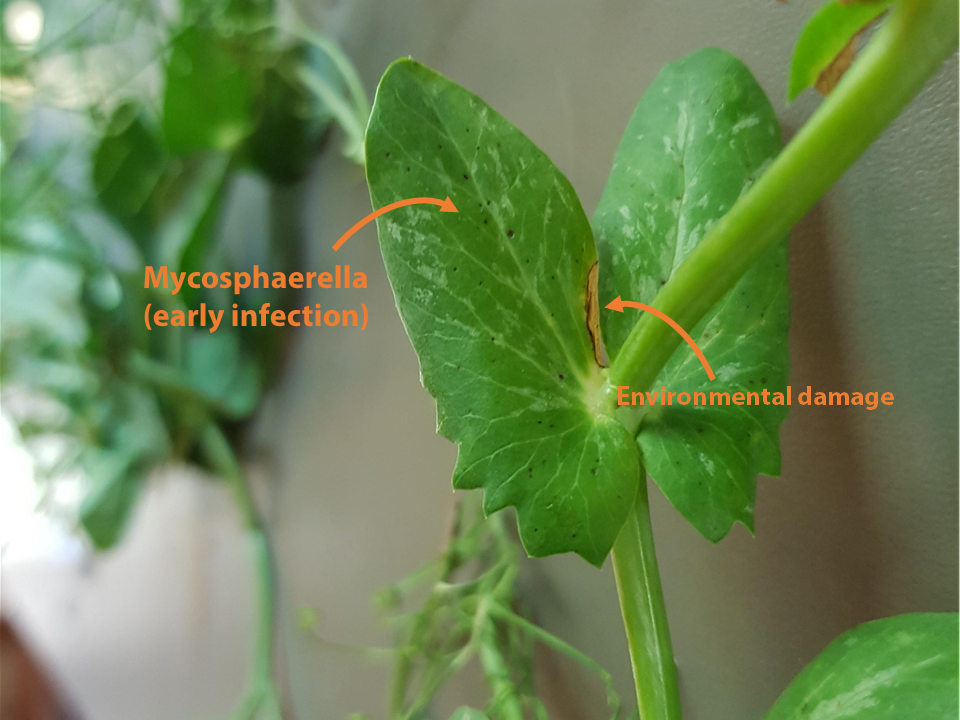 Field Pea Insect and Disease Identification Guide – Manitoba Pulse ...