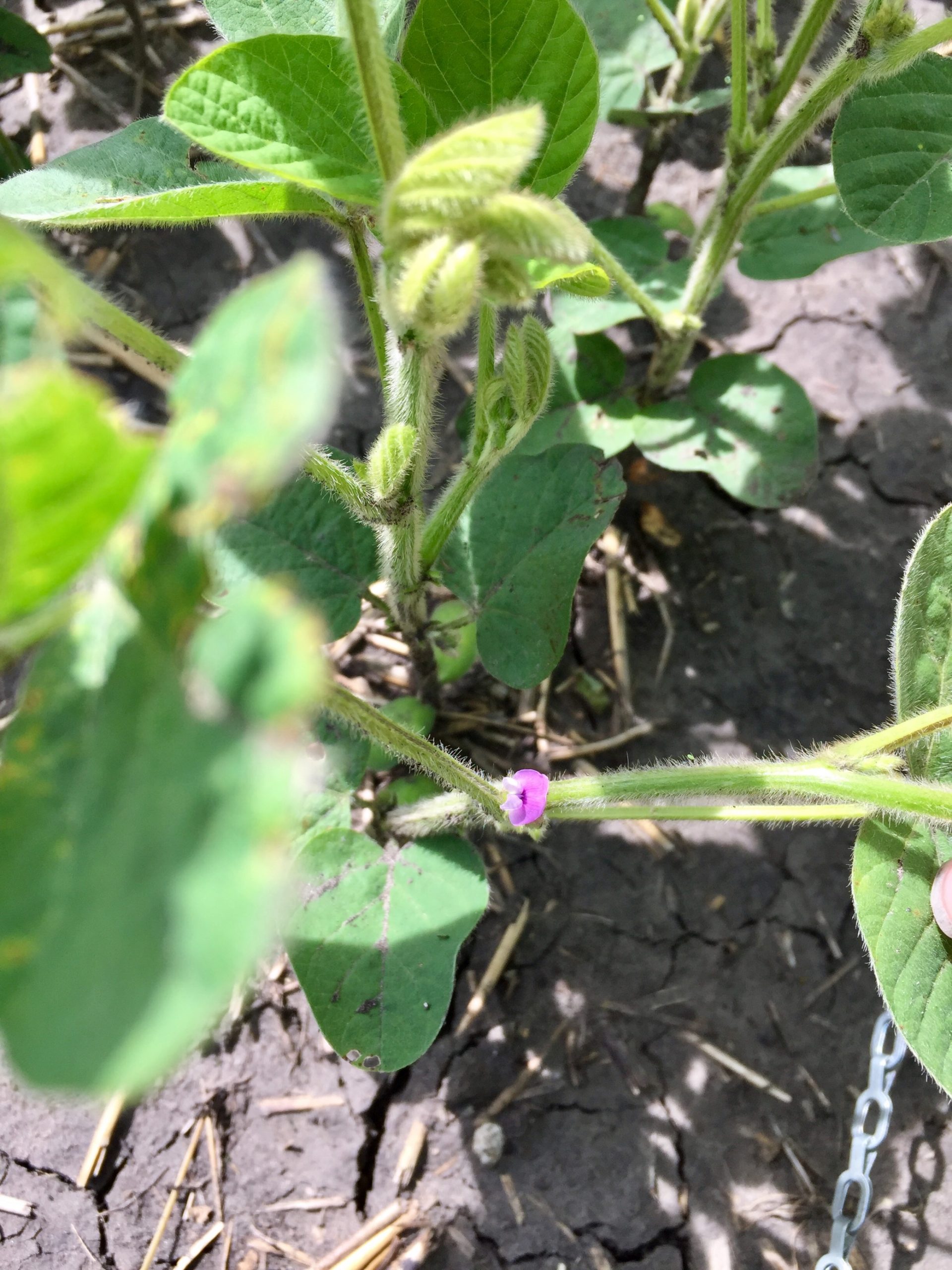 20200703_Soybeans near Beausejour flowering on July 3, 2020. – Manitoba ...