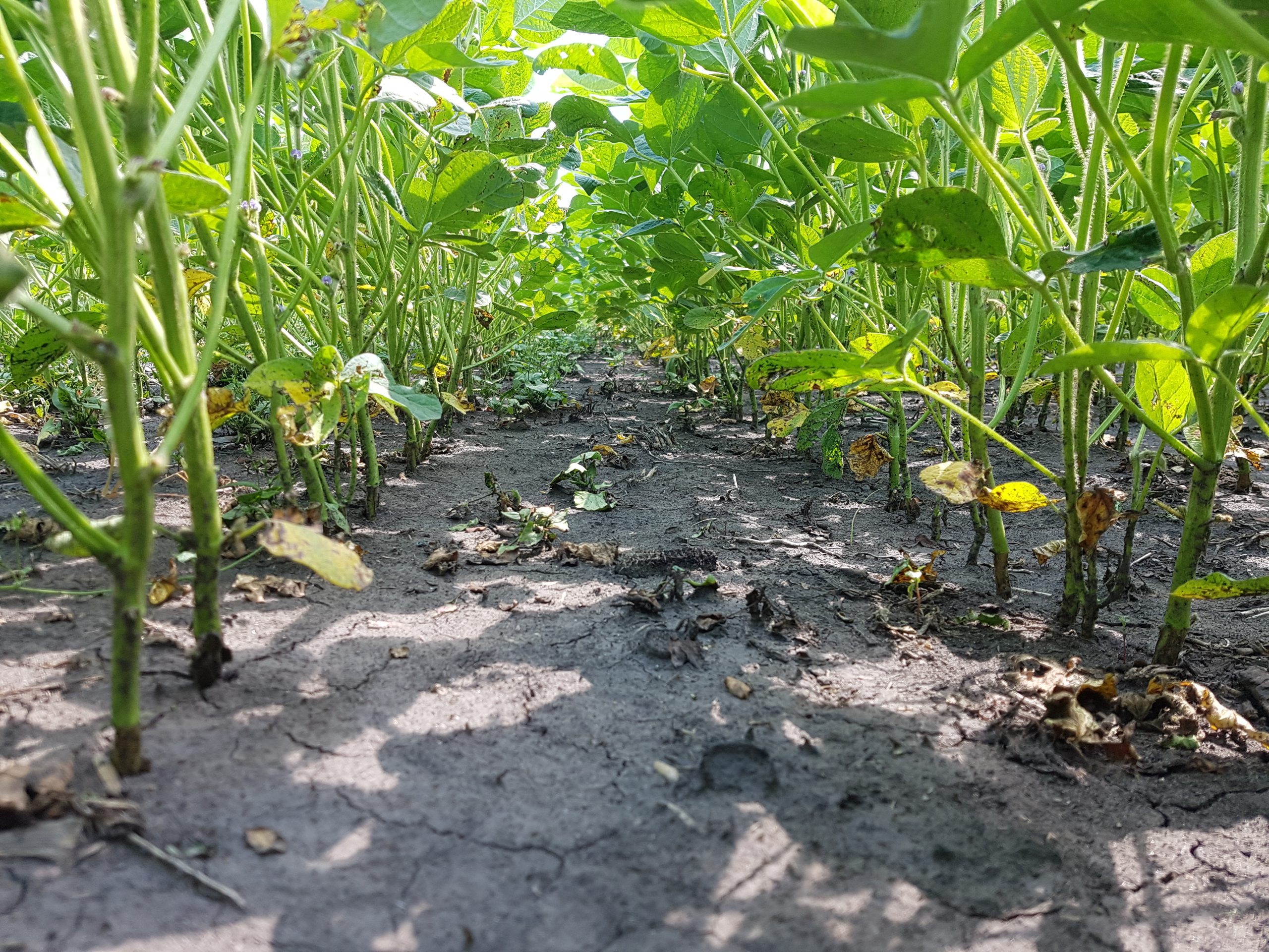 Manitoba Pulse & Soybean Growers