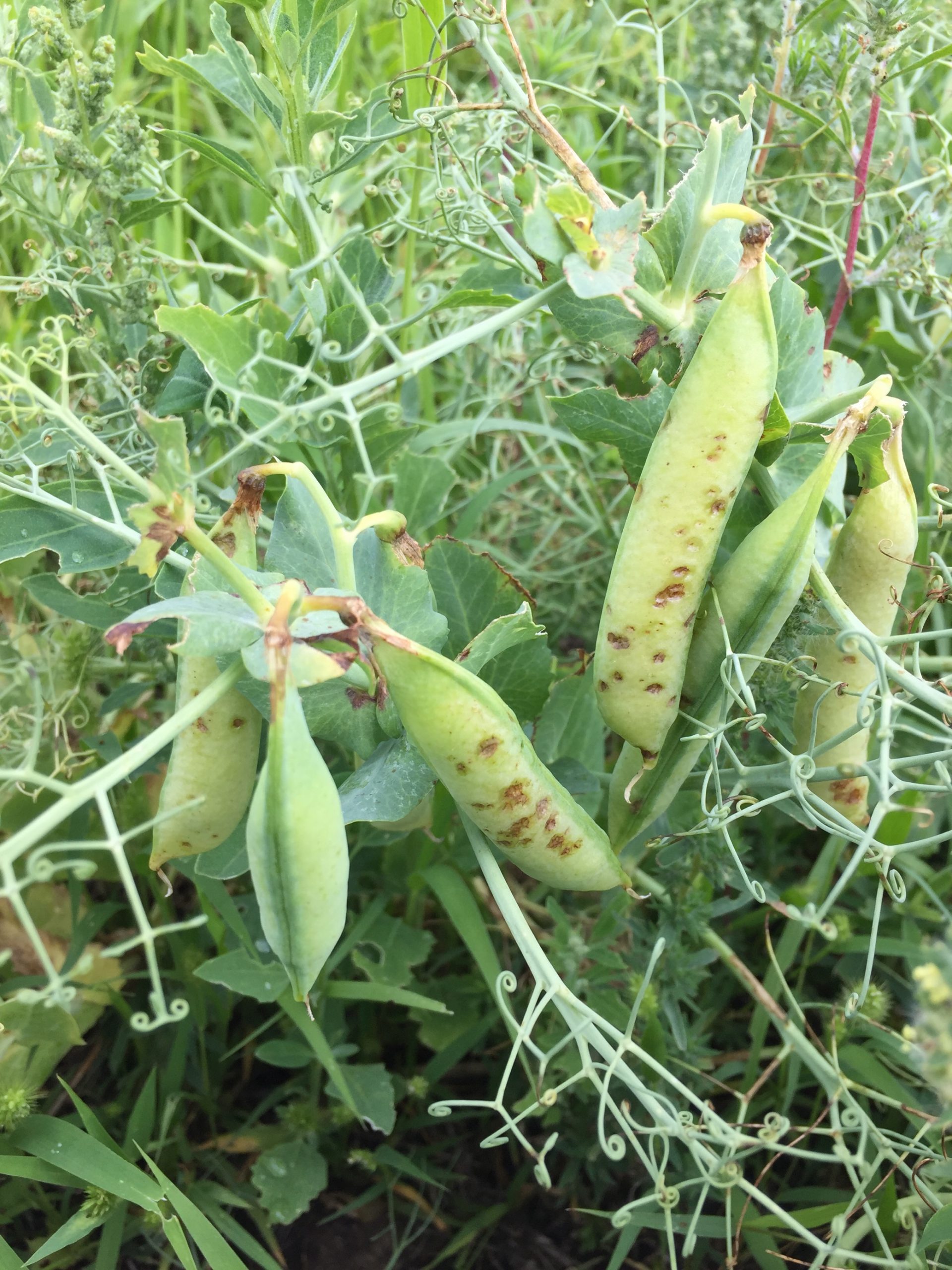 Field Pea Insect and Disease Identification Guide – Manitoba Pulse ...