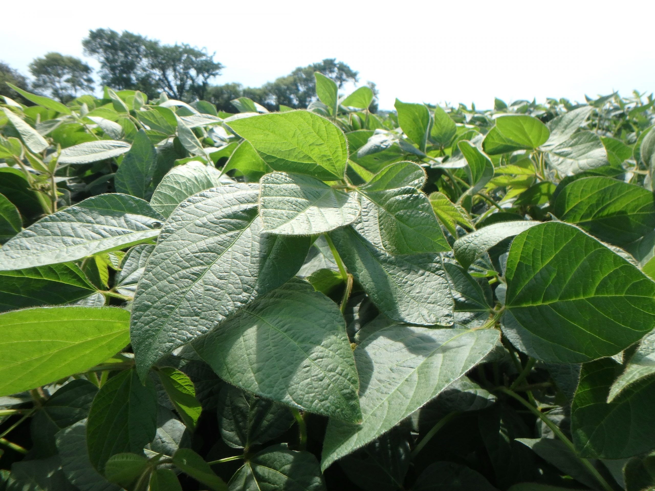 Manitoba Pulse & Soybean Growers