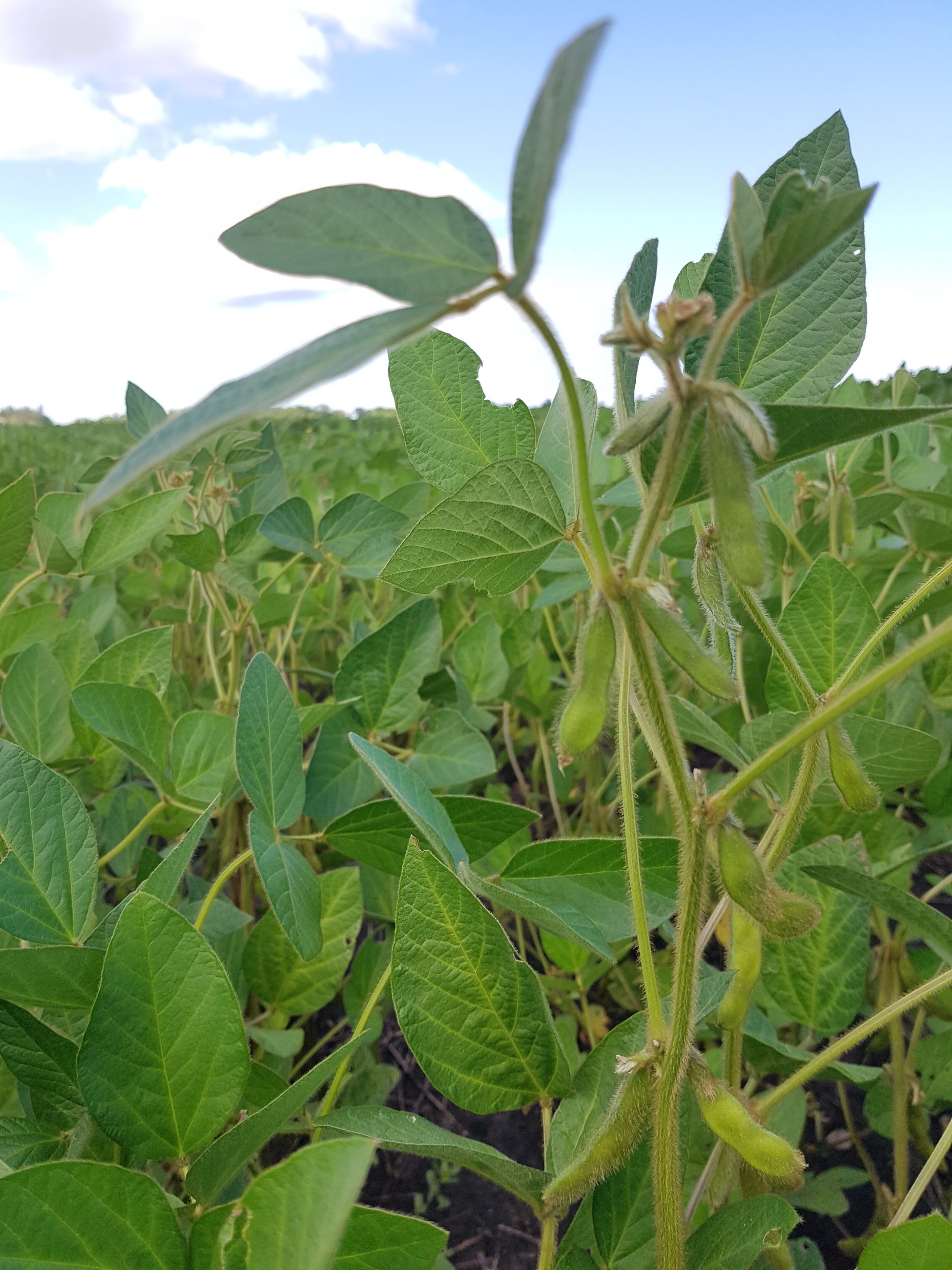 20200731_151031 – Manitoba Pulse & Soybean Growers
