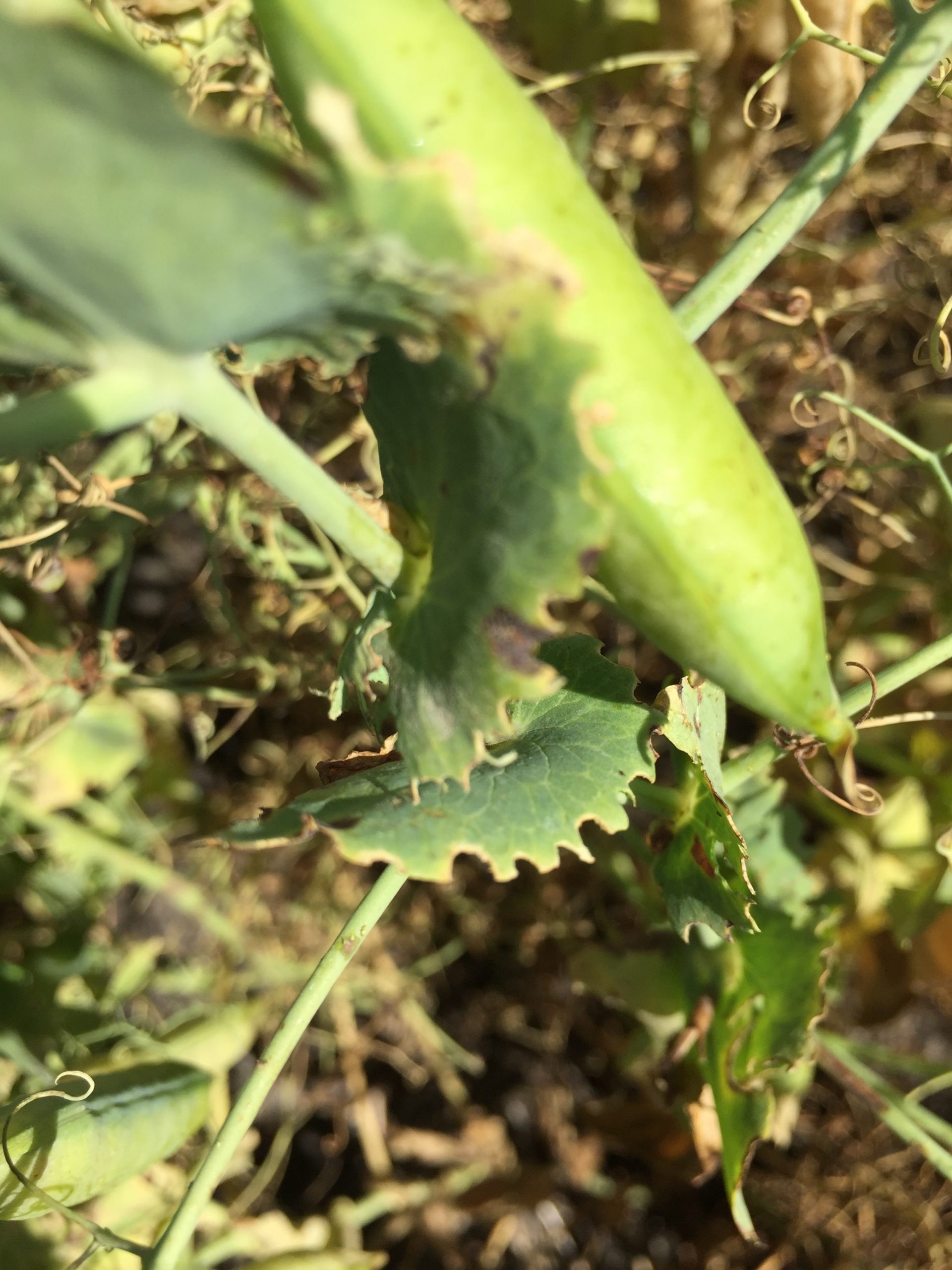 Pea Leaf Weevils – Manitoba Pulse & Soybean Growers