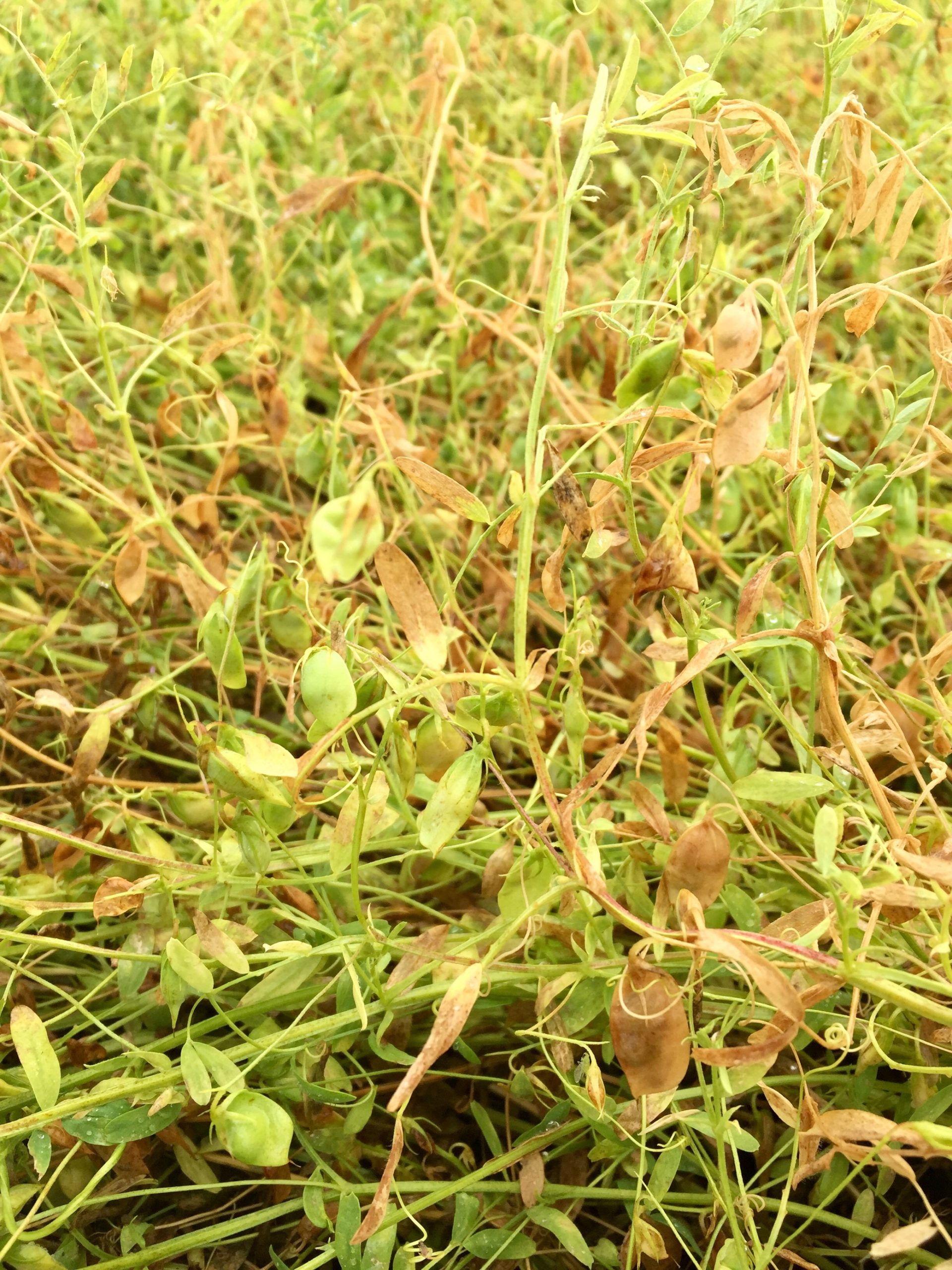 Lentils_Reston_R6-7 – Manitoba Pulse & Soybean Growers