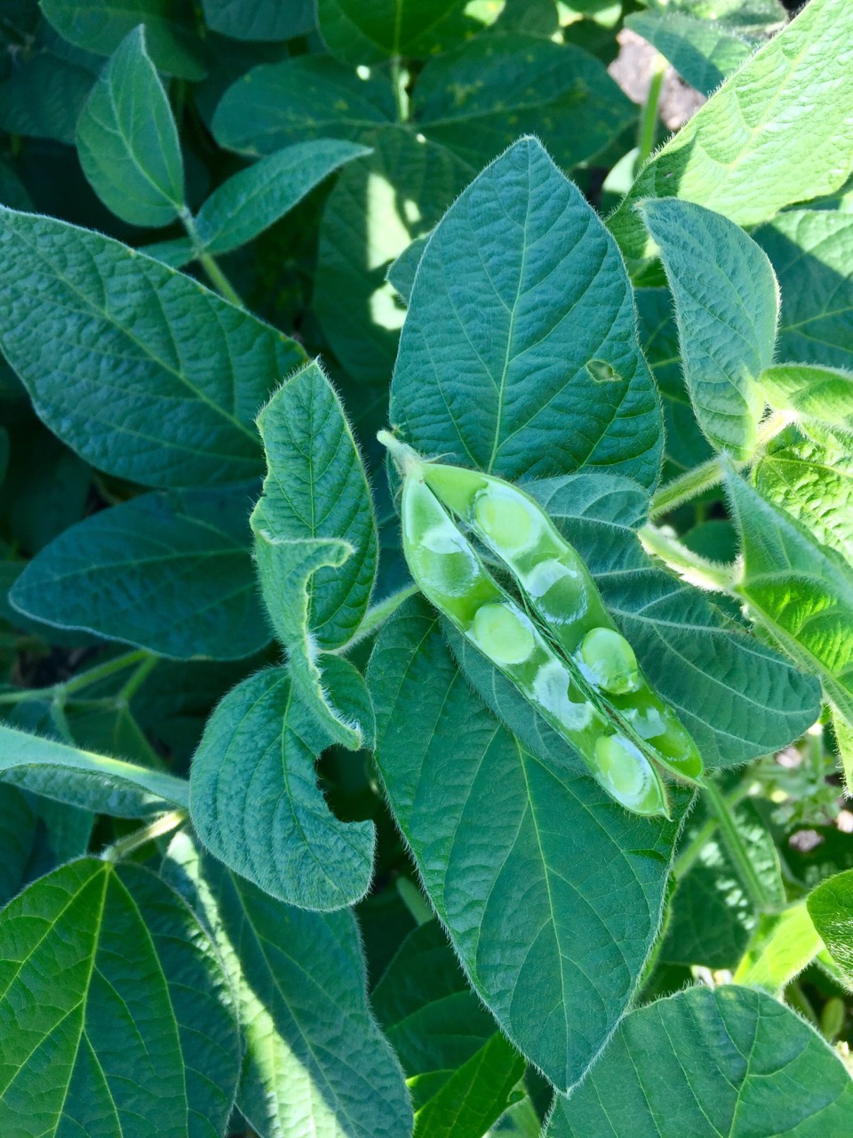 Soybeans at R5 to R6 near Lac du Bonnet on August 4. – Manitoba Pulse ...