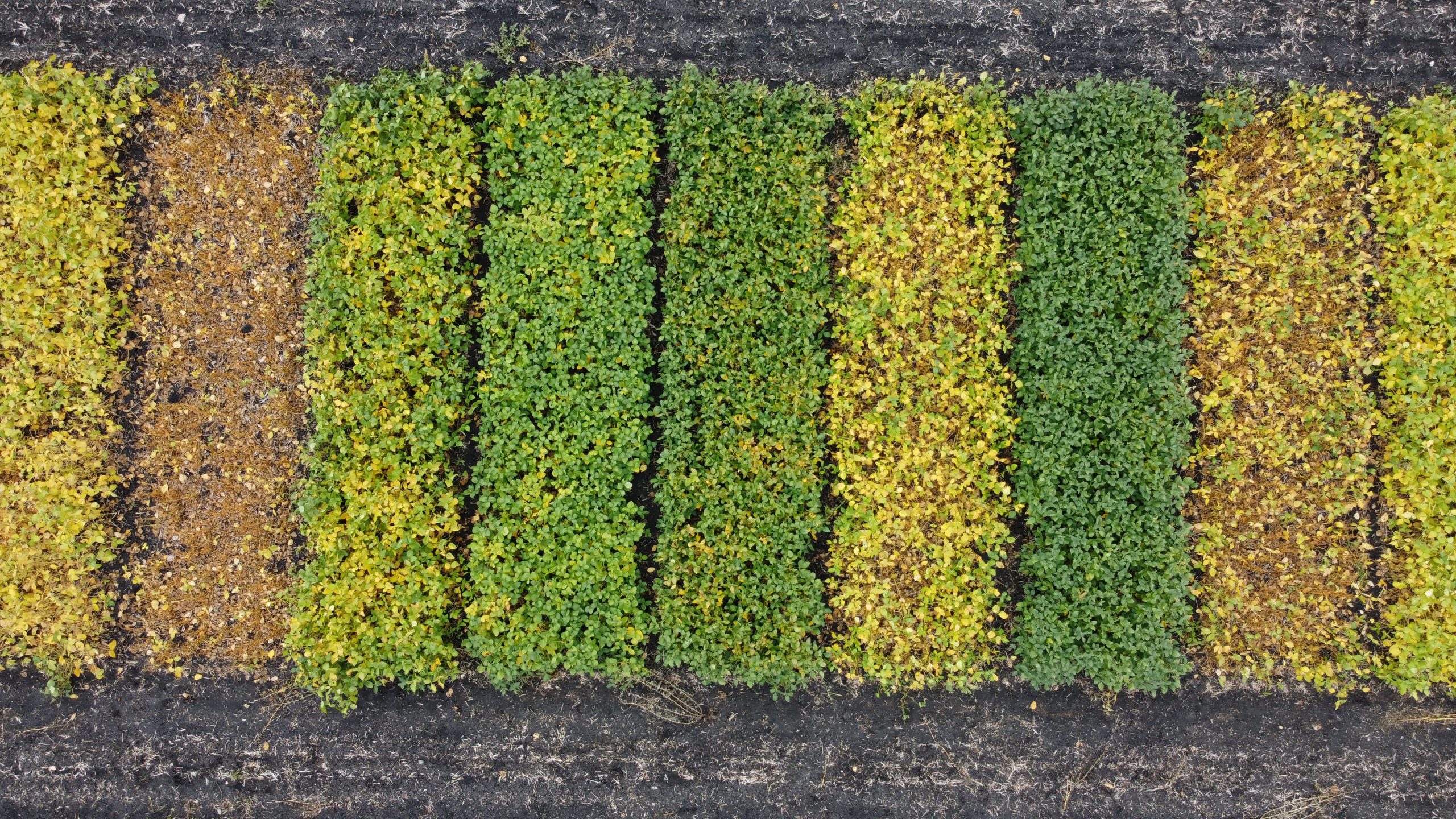 2022 Soybean Variety Guide Highlighter Tool – Manitoba Pulse & Soybean ...