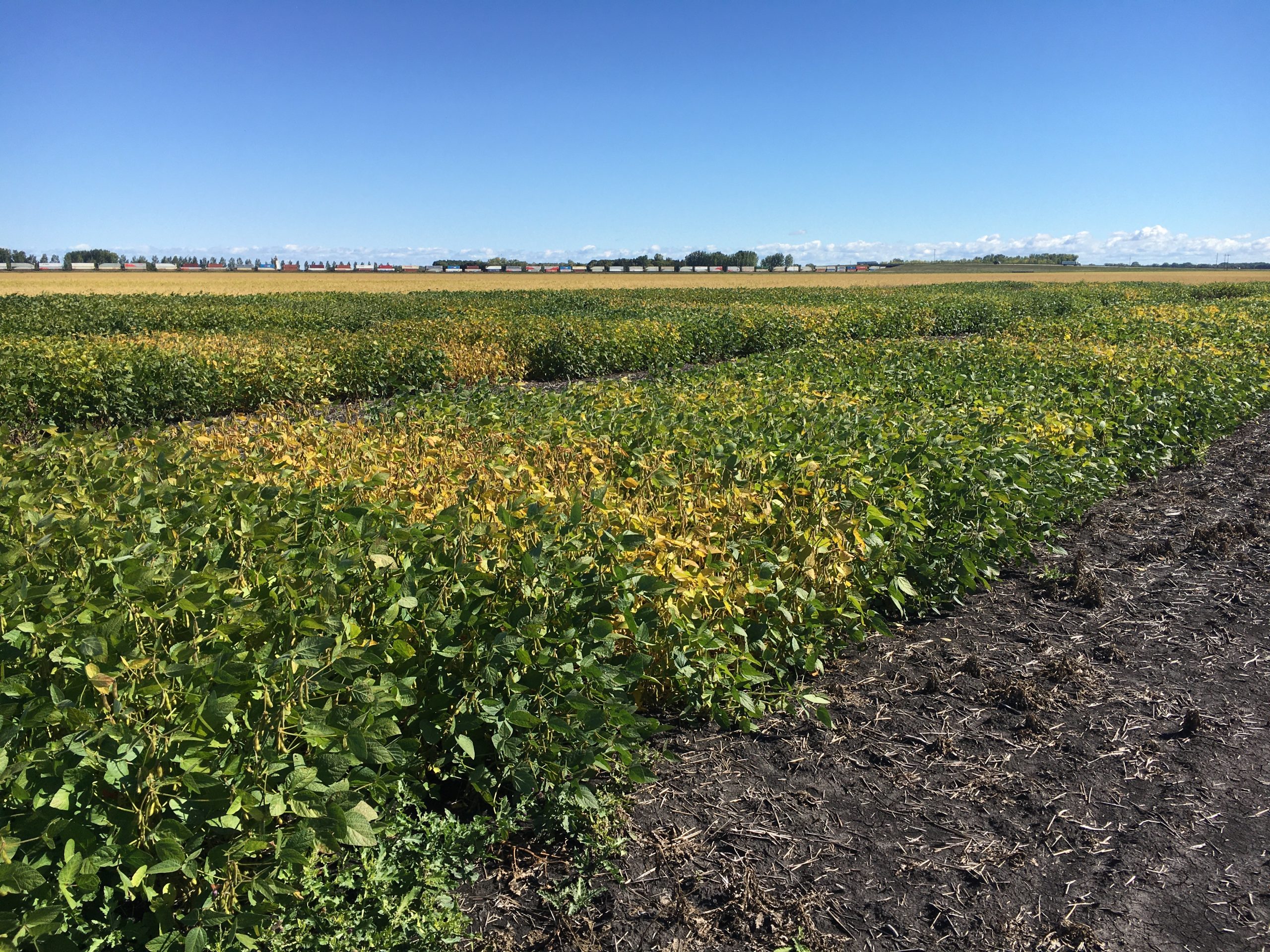 IMG_4984 – Manitoba Pulse & Soybean Growers