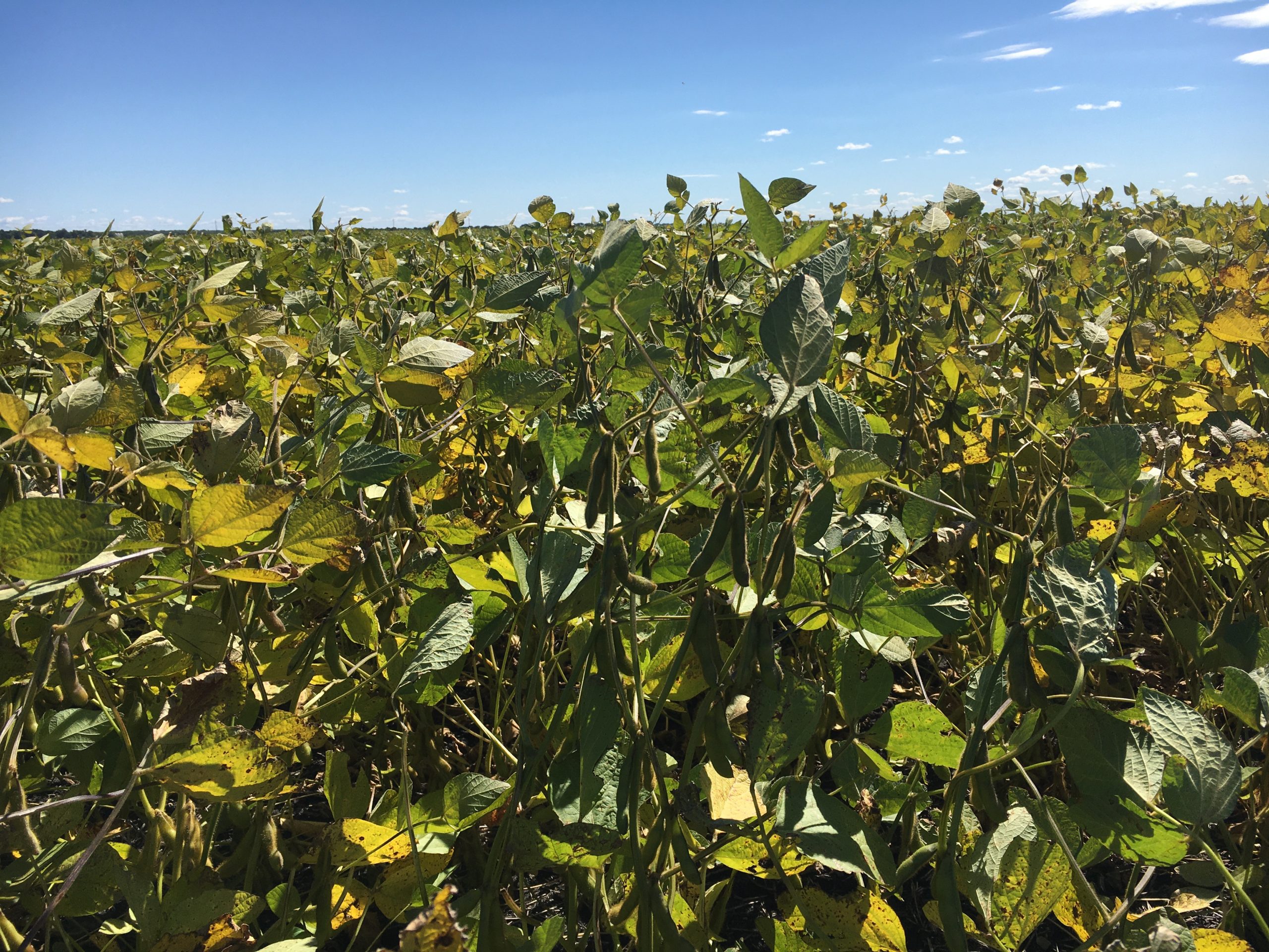 Manitoba Pulse & Soybean Growers