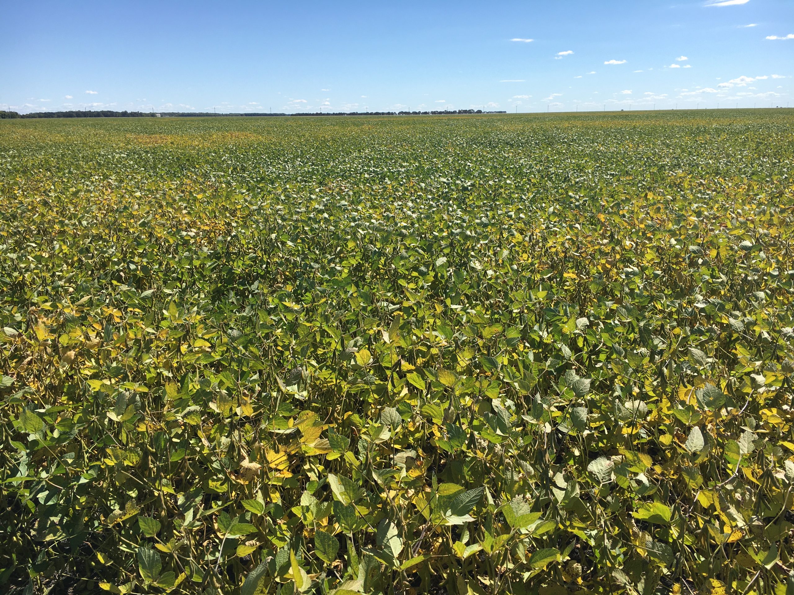 Manitoba Pulse & Soybean Growers