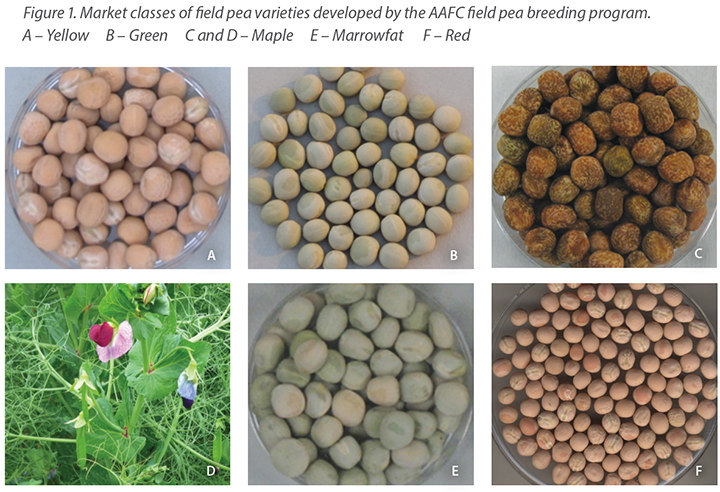 Field Pea Breeding at Agriculture and Agri-Food Canada – Manitoba Pulse ...