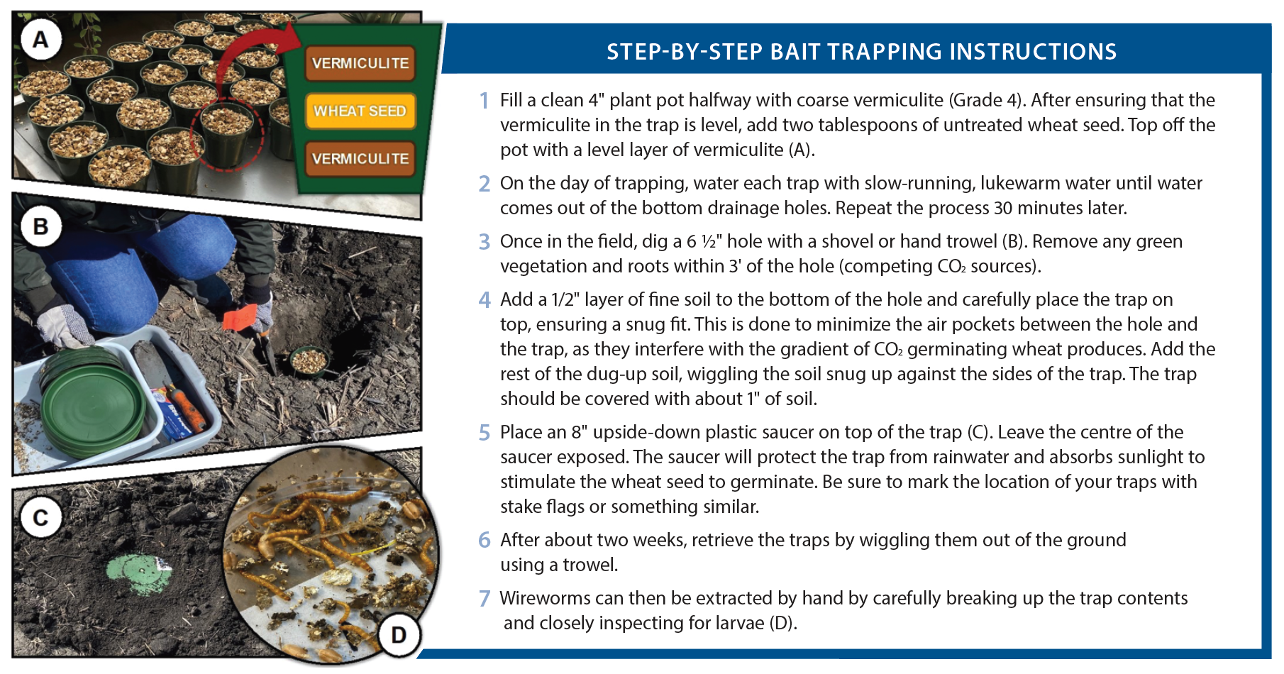 Wireworms in Manitoba and a Guide to Scouting your Fields – Manitoba ...