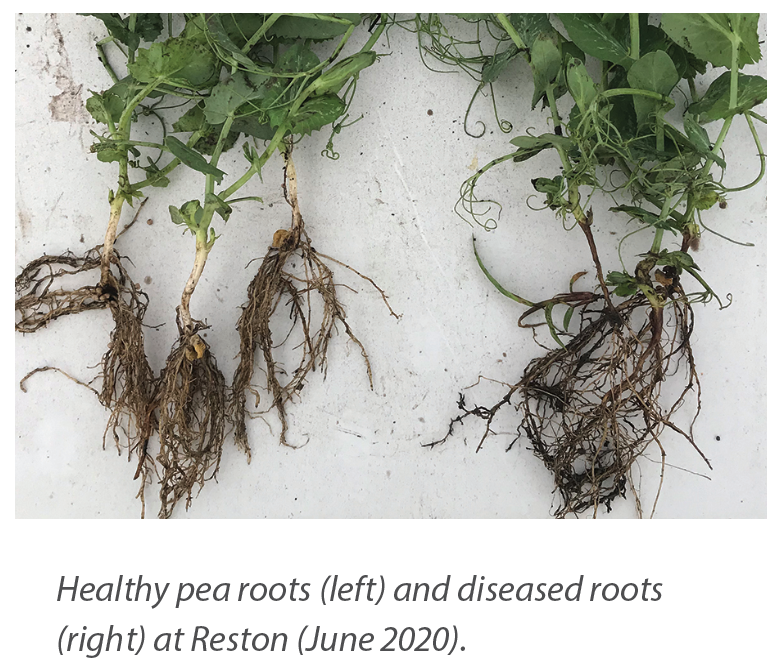 Update on Pea Intercropping Research in Manitoba – Manitoba Pulse ...