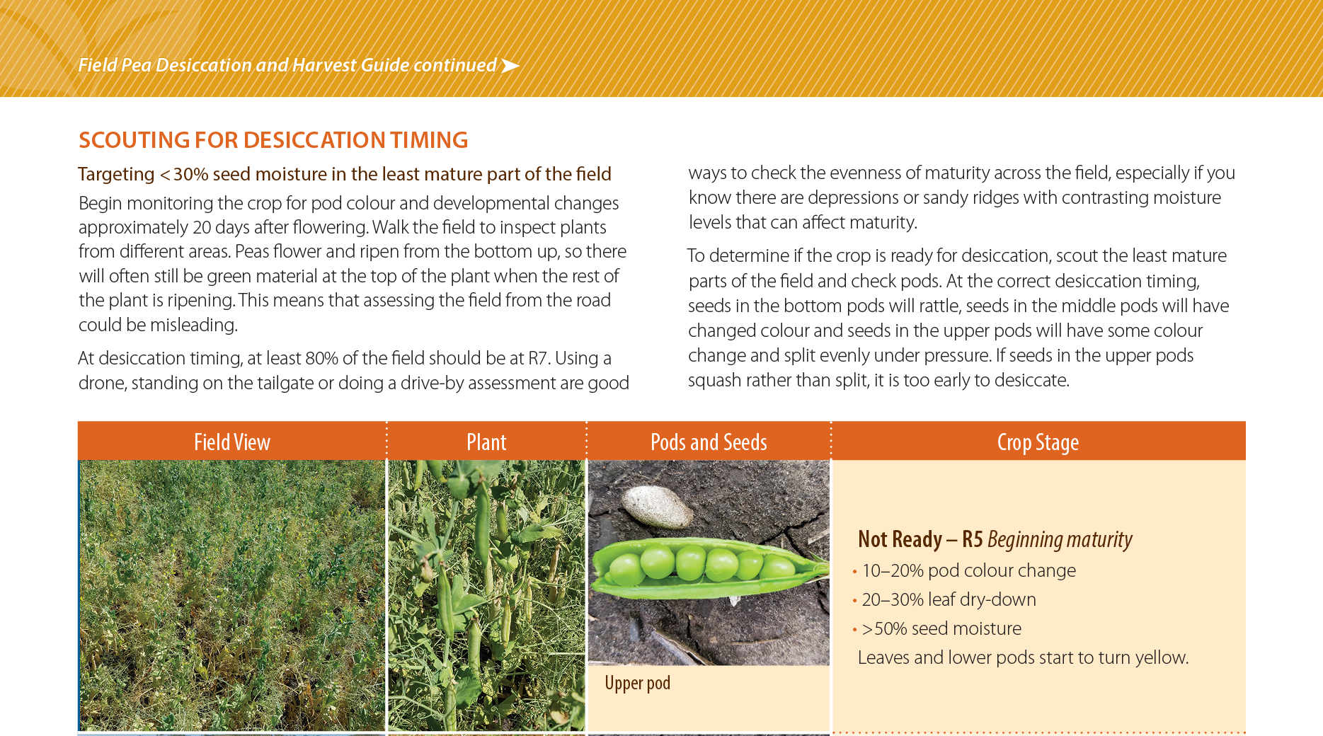 Field Pea Desiccation and Harvest Guide – Manitoba Pulse & Soybean Growers
