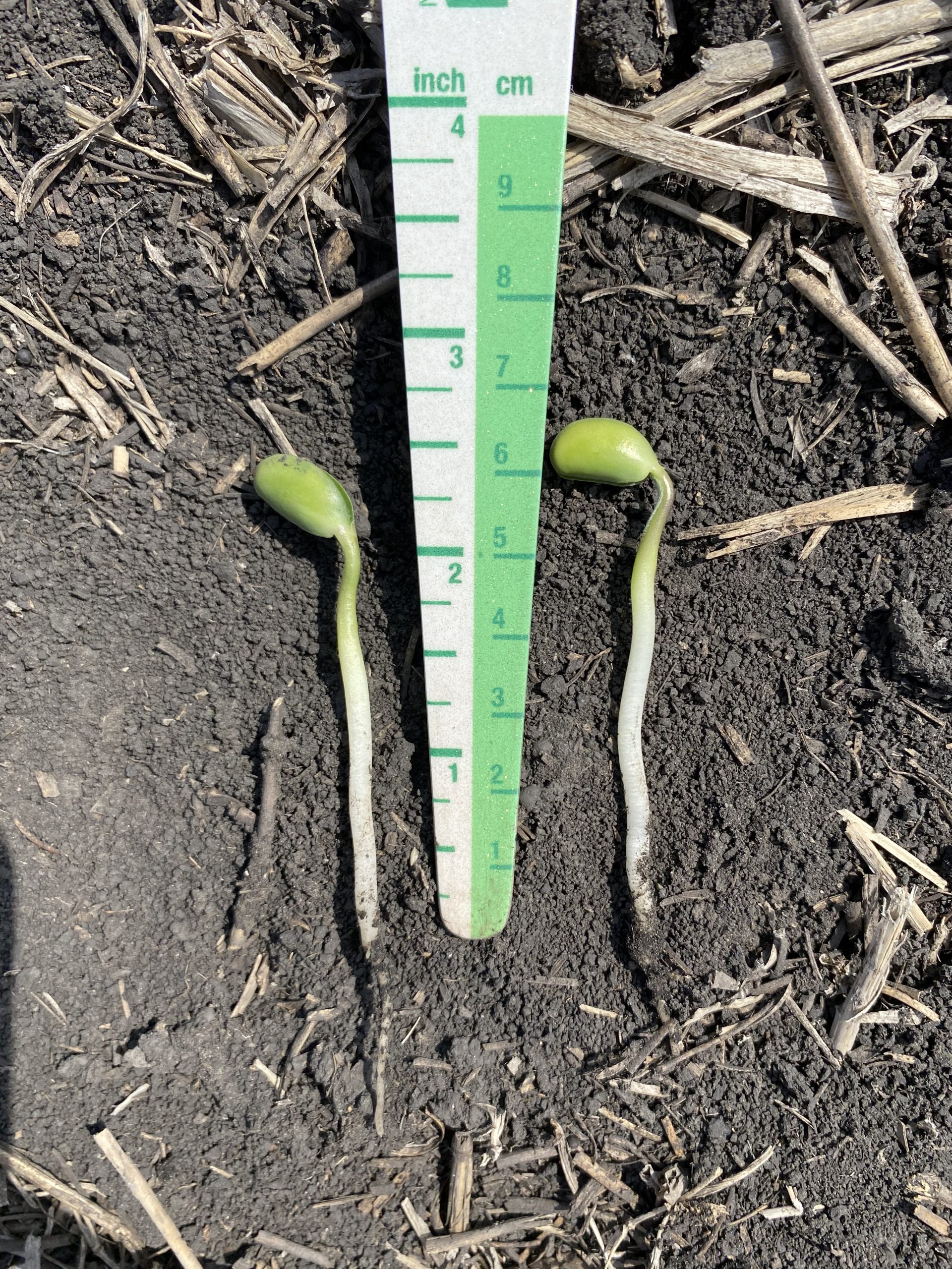 The Bean Report – May 26, 2021 – Manitoba Pulse & Soybean Growers