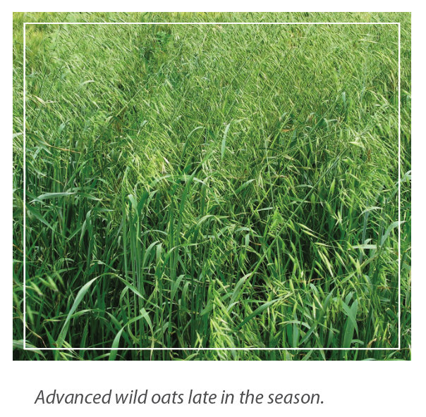 Late-Season Weed Scouting. So Many Questions. – Manitoba Pulse ...