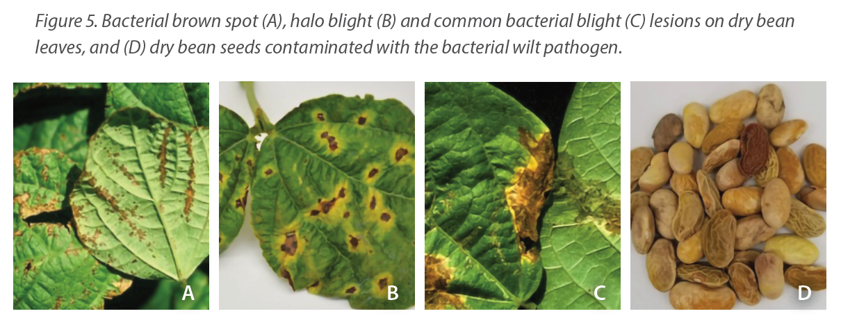 Fine-Tuning Management of Dry Bean Diseases – Manitoba Pulse & Soybean ...