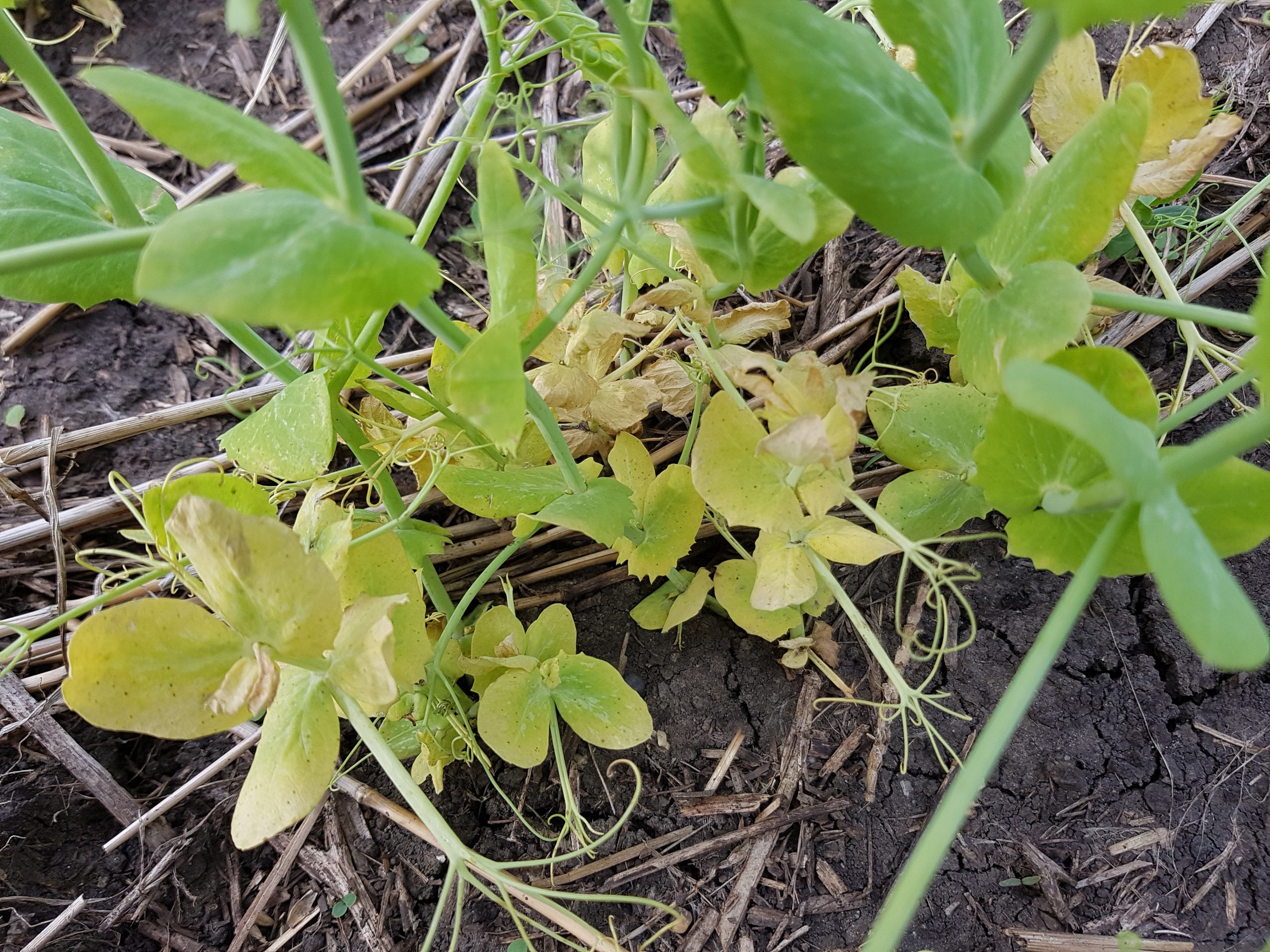 Foliar Fungicide Decision Making in Peas – Manitoba Pulse & Soybean Growers