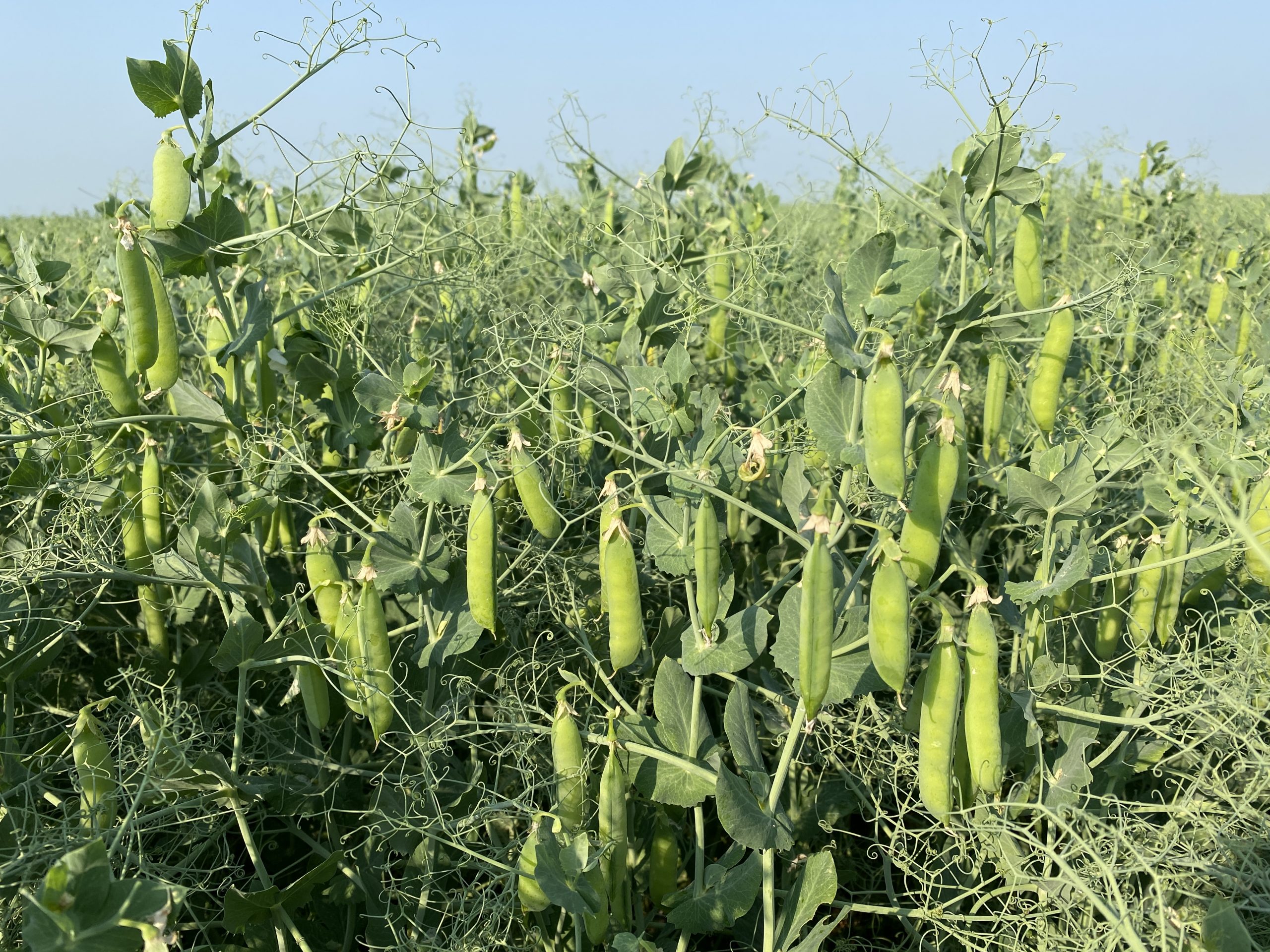 Manitoba Pulse & Soybean Growers