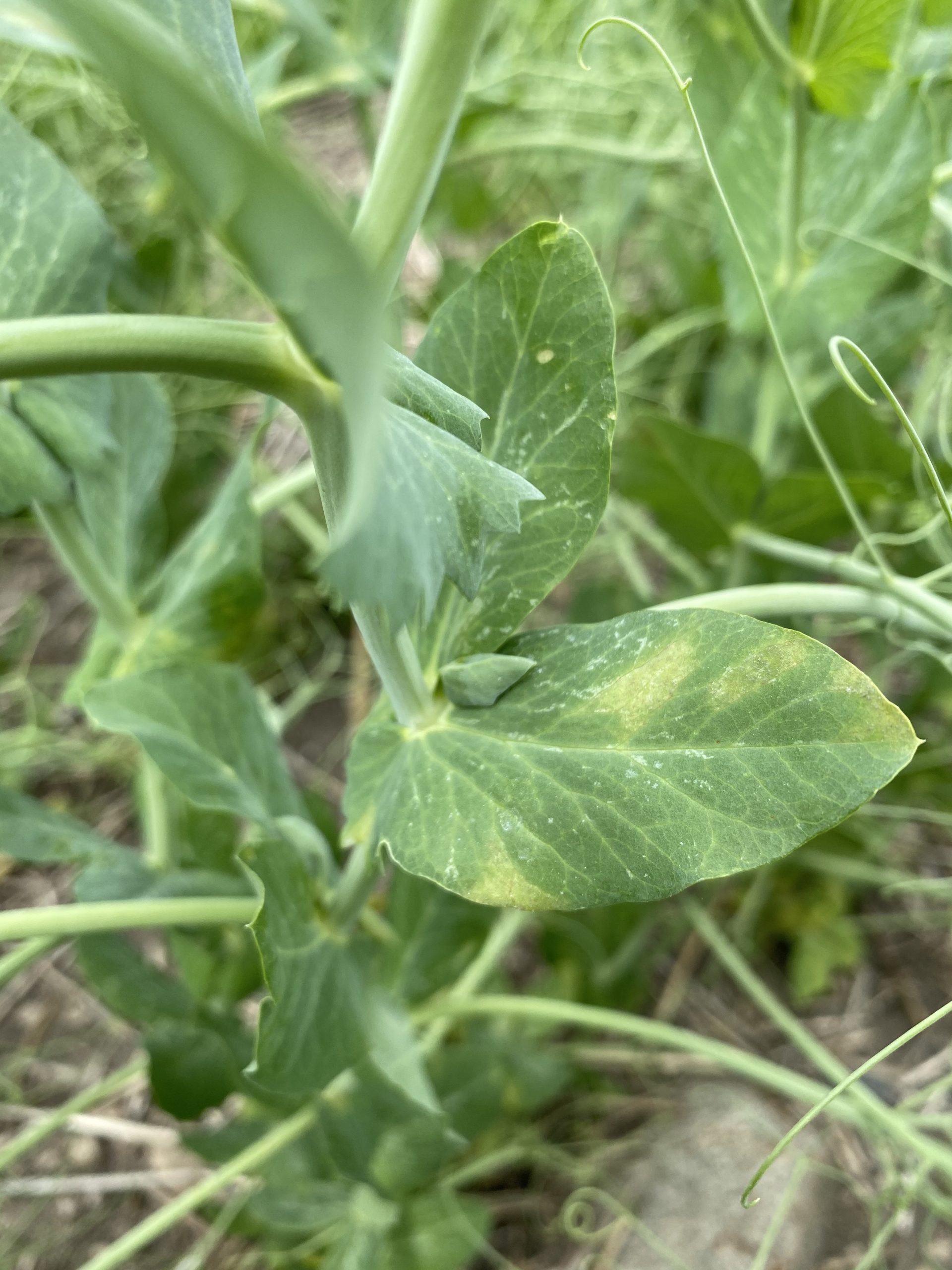 Field Pea Insect and Disease Identification Guide – Manitoba Pulse ...